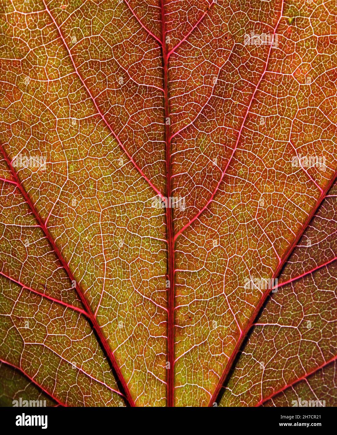 Leaf structures hi-res stock photography and images - Alamy