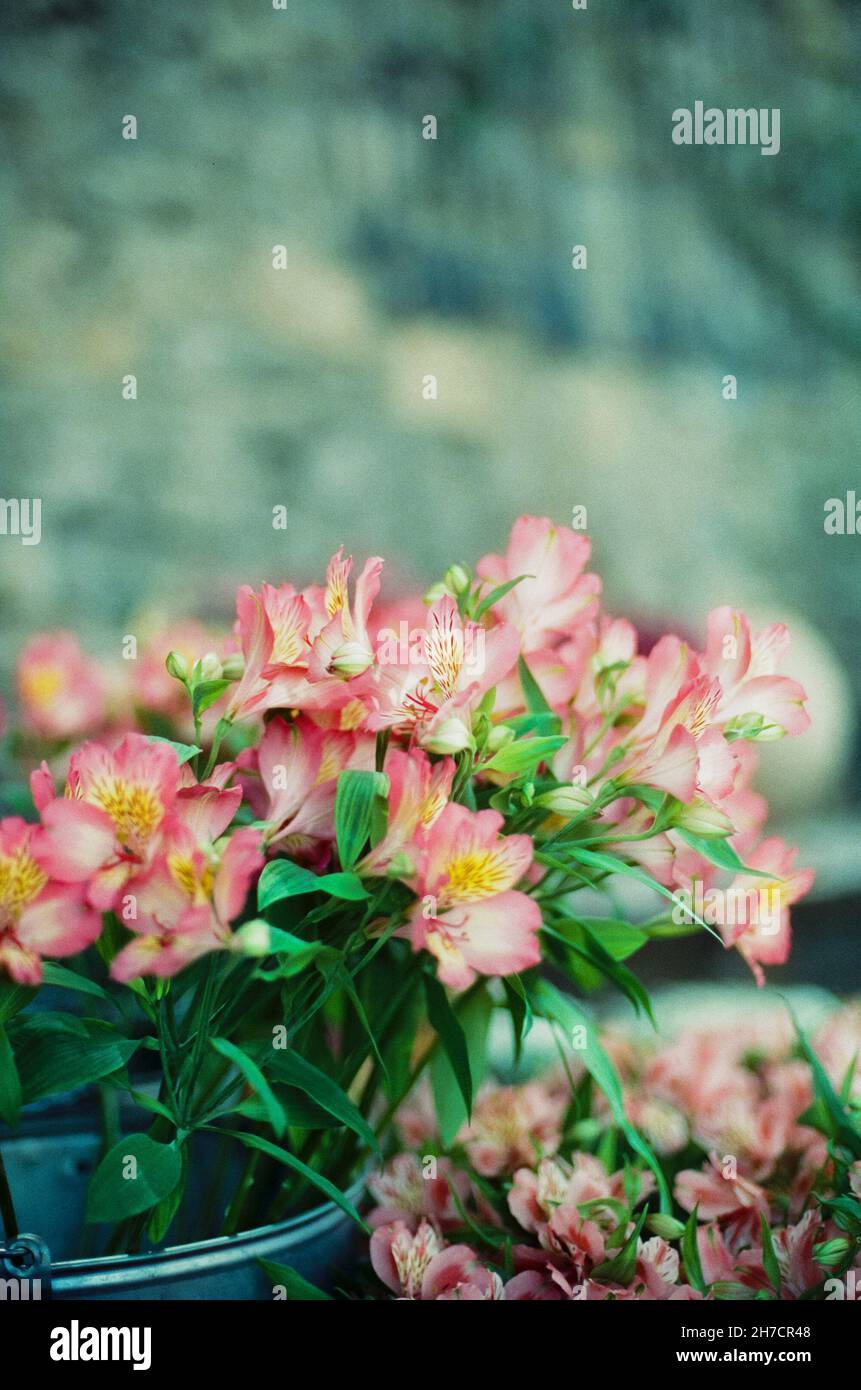 Bouquets of beautiful pink Lily of the Incas in the steel buckets Stock ...