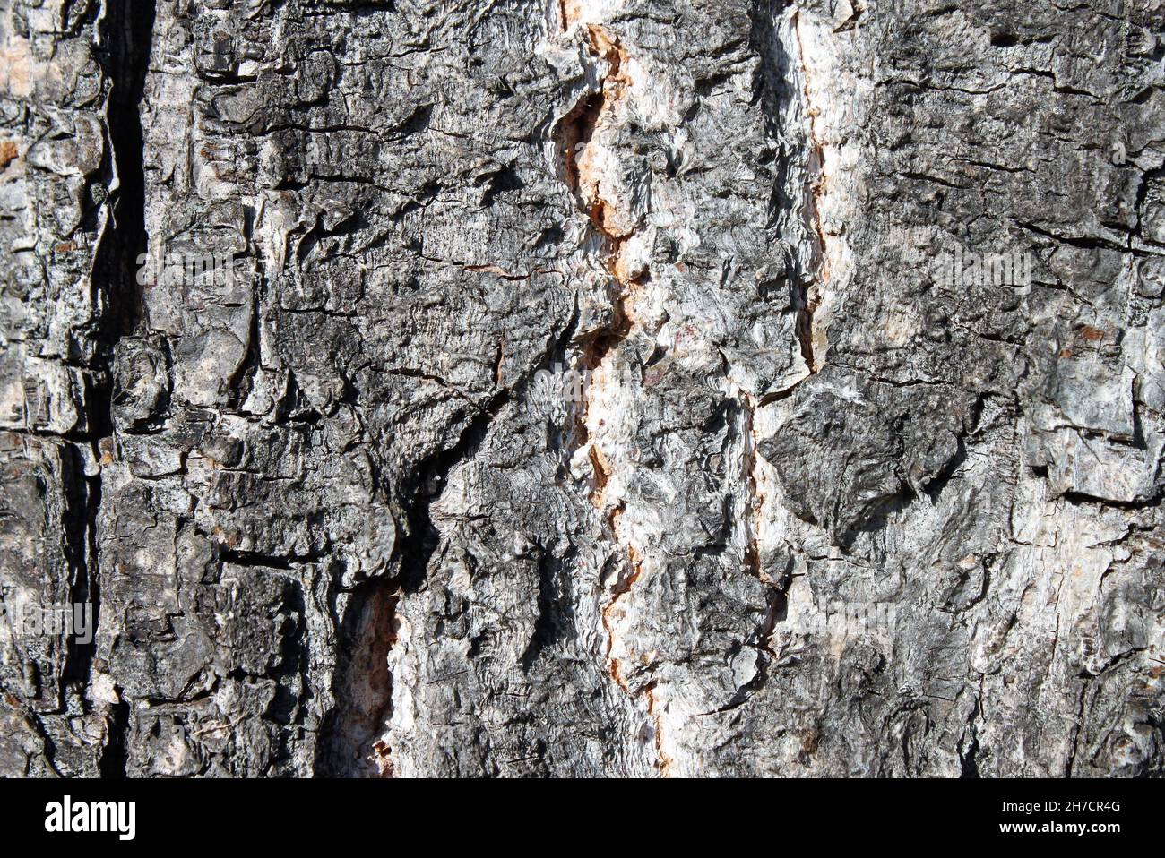 Brown gray surface of the bark of an oak tree trunk Stock Photo - Alamy