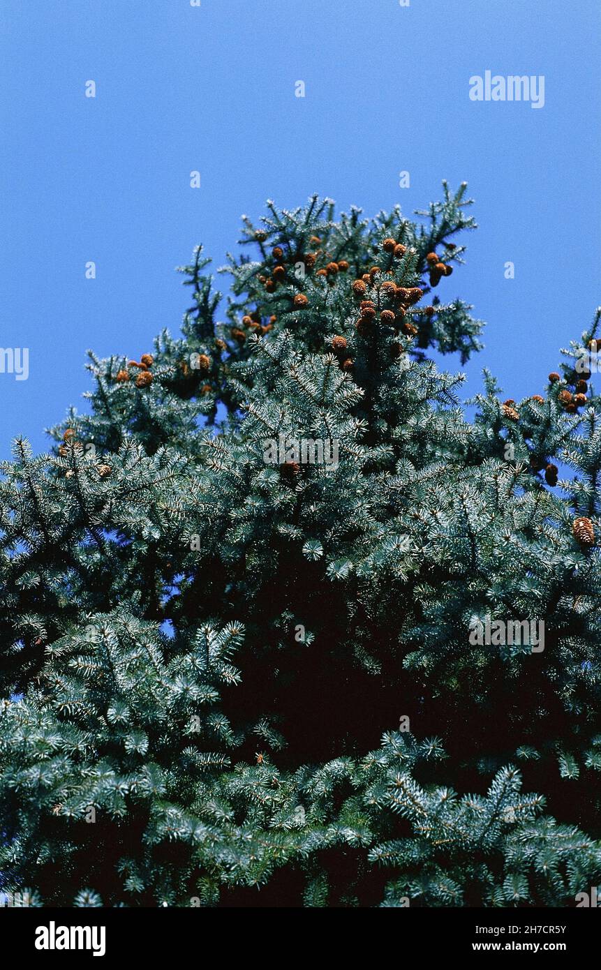 Low angle of the evergreen tree with conifer cones Stock Photo - Alamy