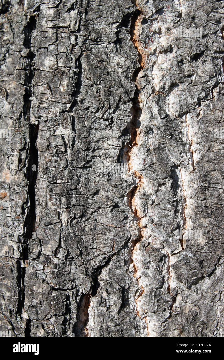 Gray oak texture hi-res stock photography and images - Alamy