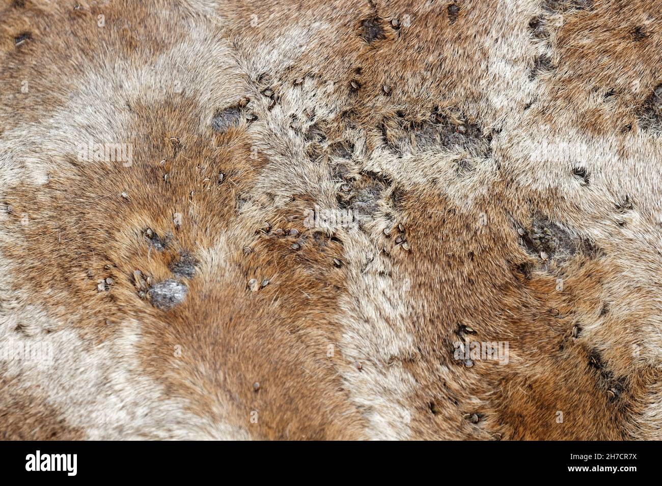 Giraffe skin disease hi-res stock photography and images - Alamy