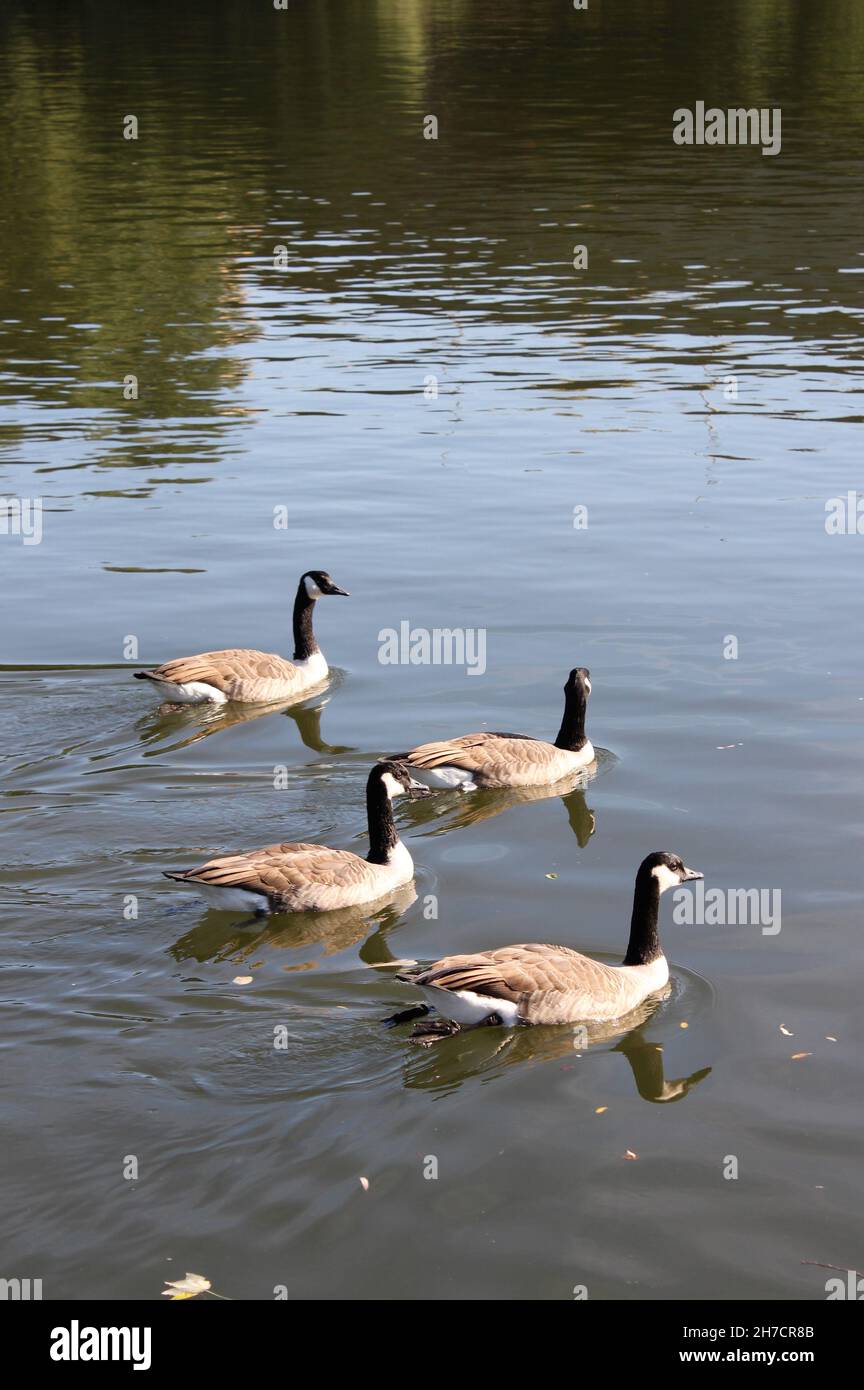 Geese swimming in lake animal wildlife hi-res stock photography and ...
