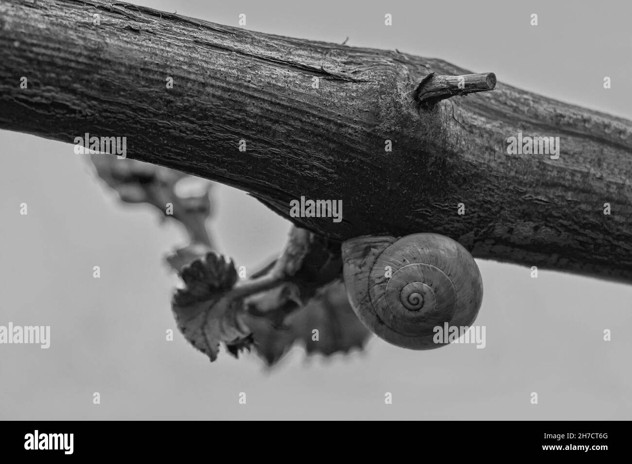 Grayscale closeup of a snail under a tree branch Stock Photo - Alamy