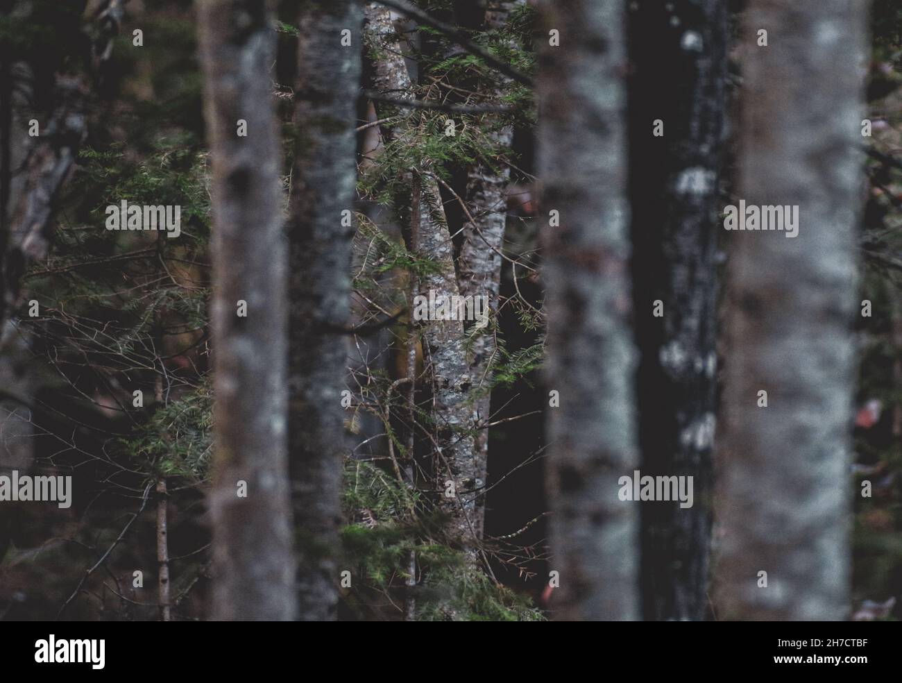Shallow focus of woody trees in the boreal Quebec forest in the dark ...