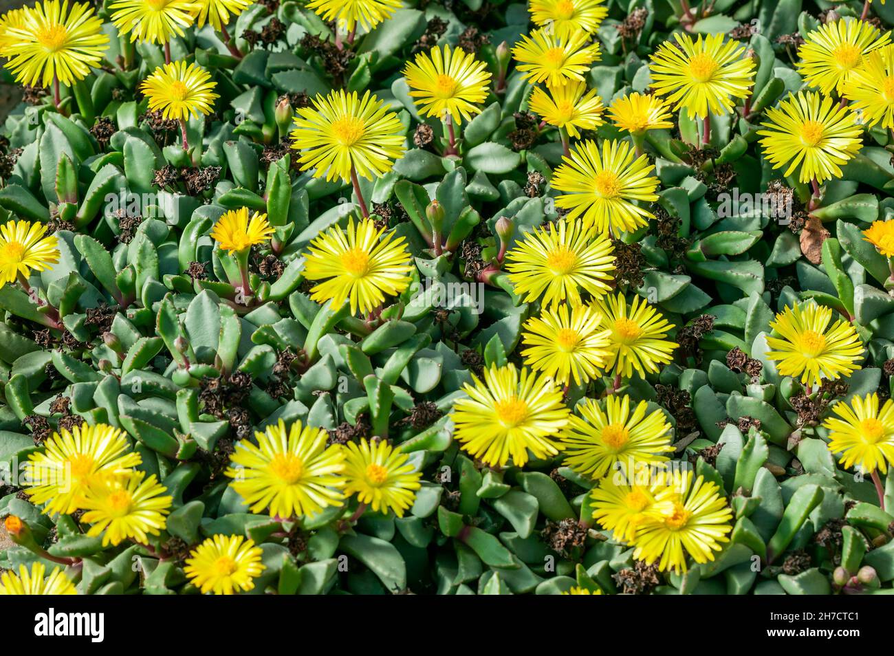 Hereroa Tugwelliae a succulent cactus flowering plant with a yellow ...