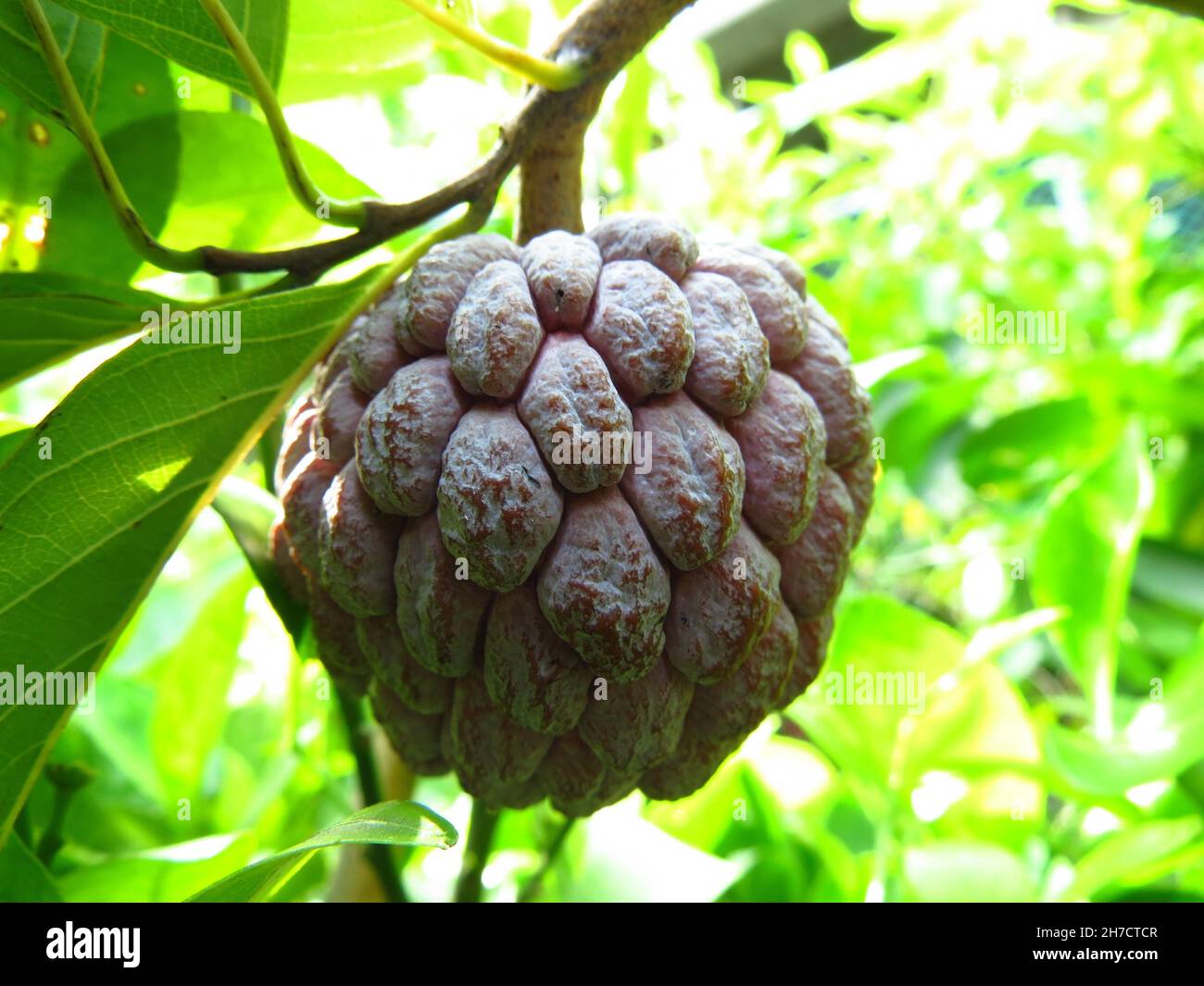 Sugar-apple is the most widely grown species of Annona in the Americas ...