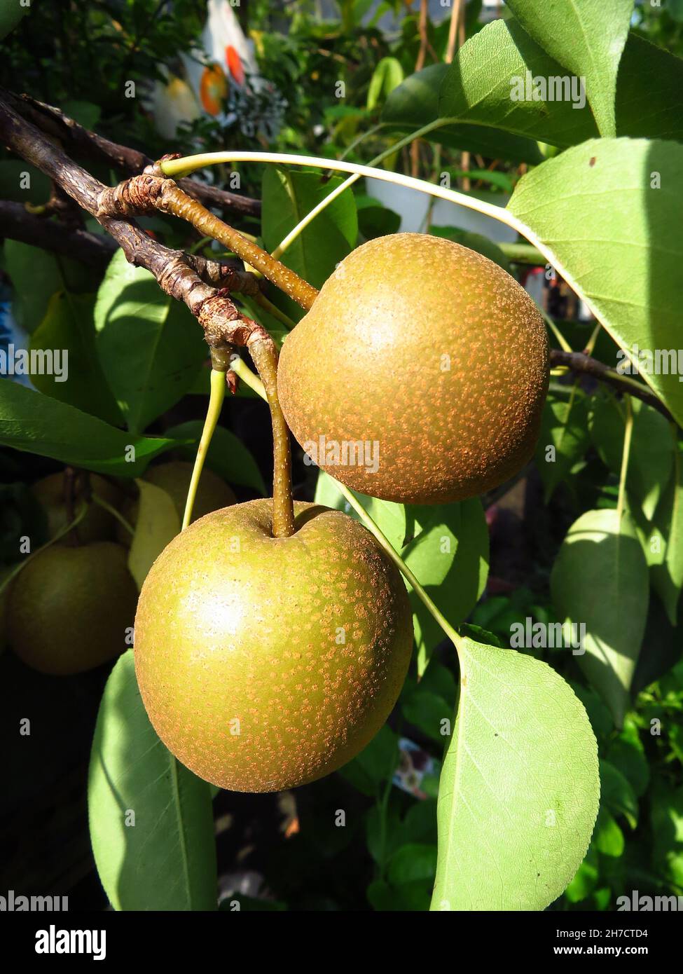Pyrus pyrifolia is a species of pear tree native to East Asia Stock ...
