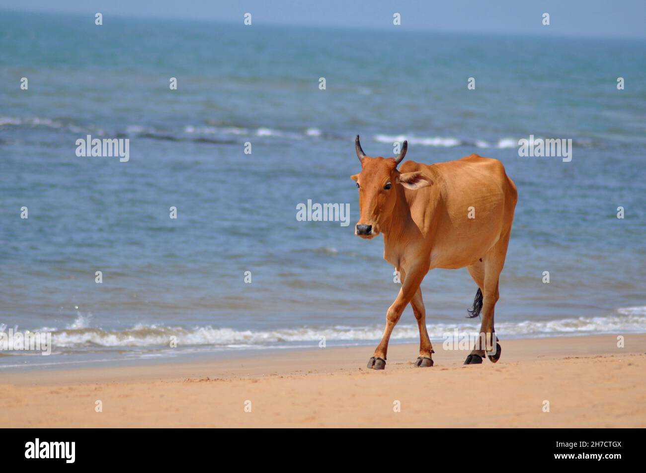 Indian Cattle, Bos Indicus, Walking on a Beach, Anjuna, Goa, India ...