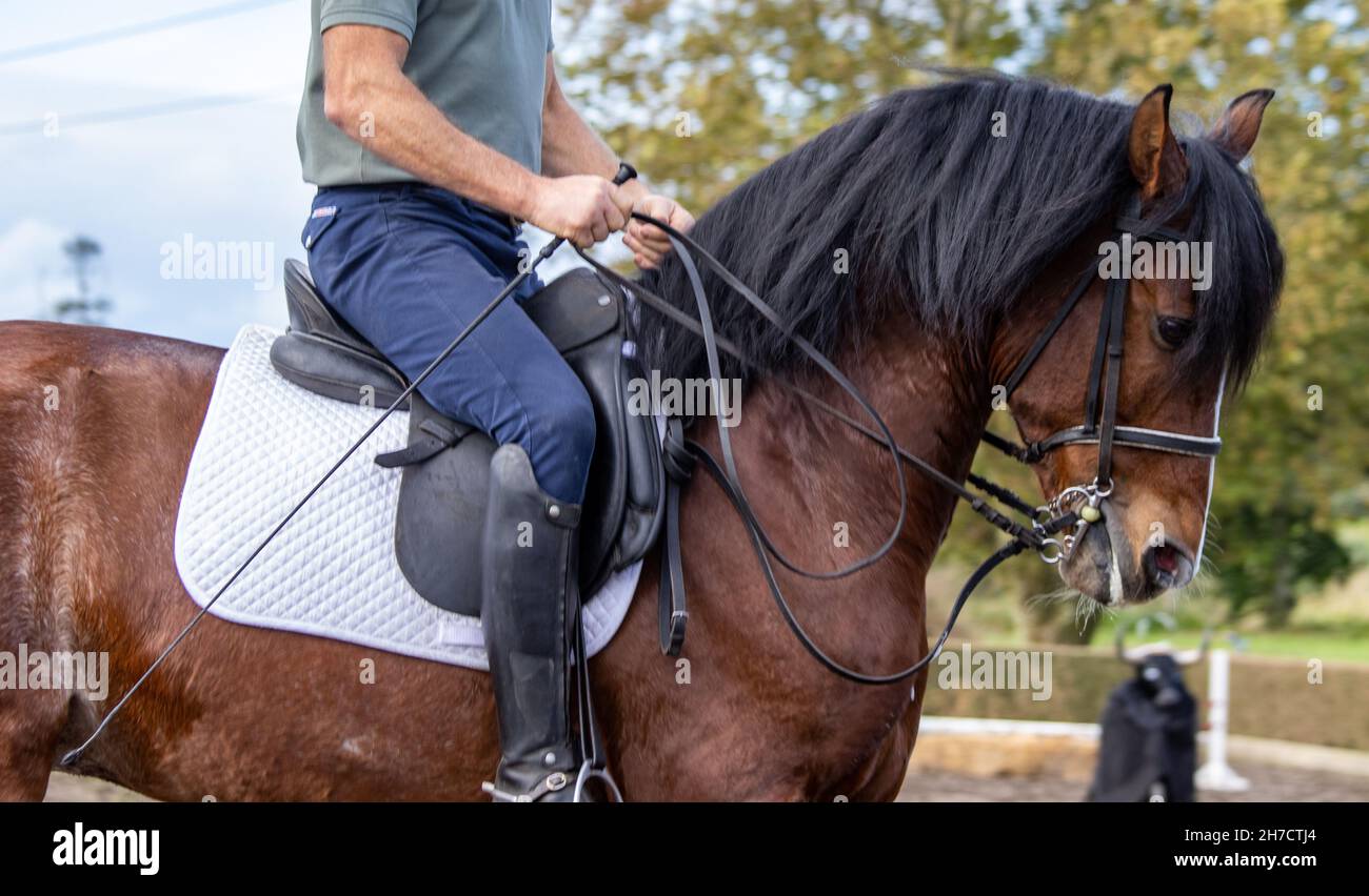 Wonderful Lusitano horse, working equitation, Azores islands Stock ...