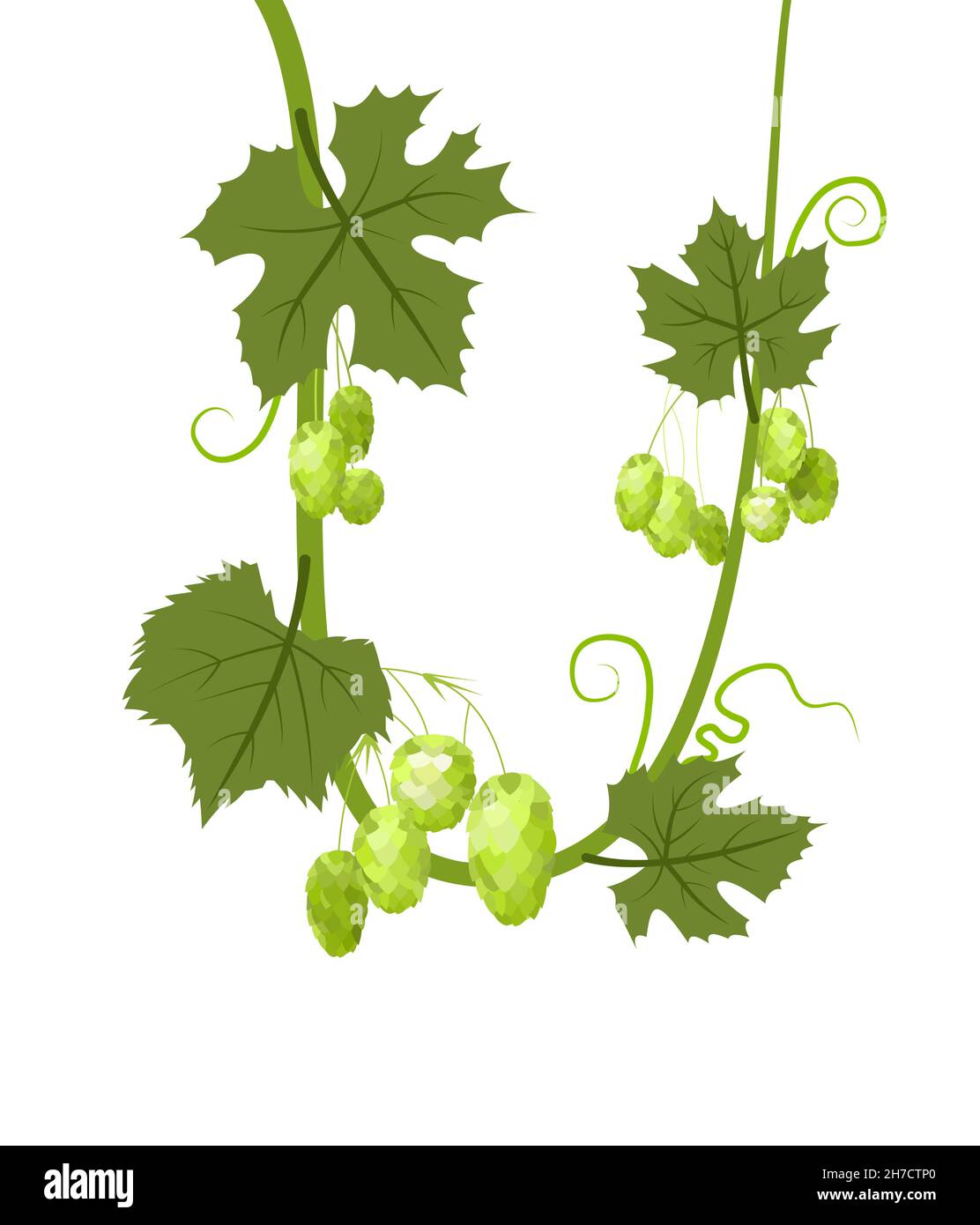 Hop botanical illustration hi-res stock photography and images - Alamy