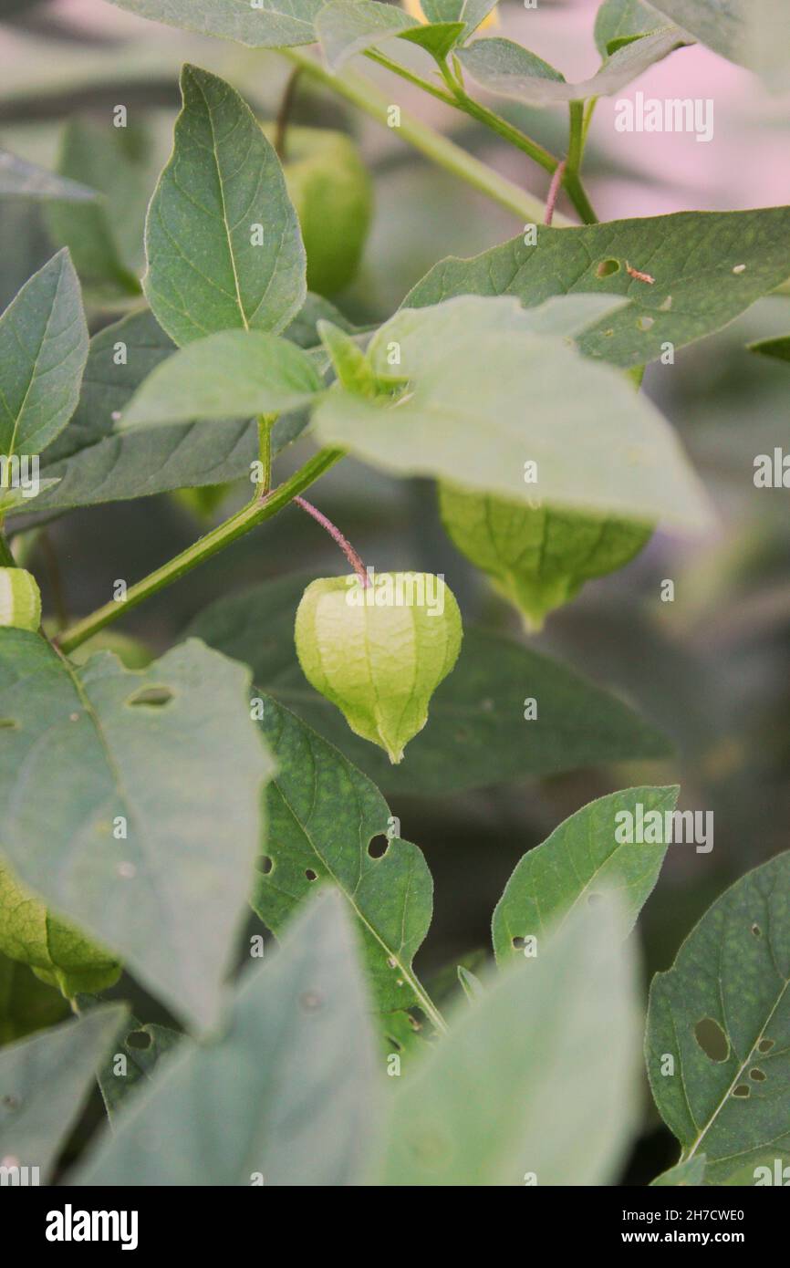 Beautiful tomatillo plants growing in the sunny summer meadow Stock ...
