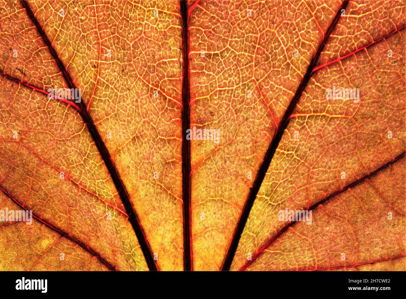 Vine leaf shape hi-res stock photography and images - Alamy