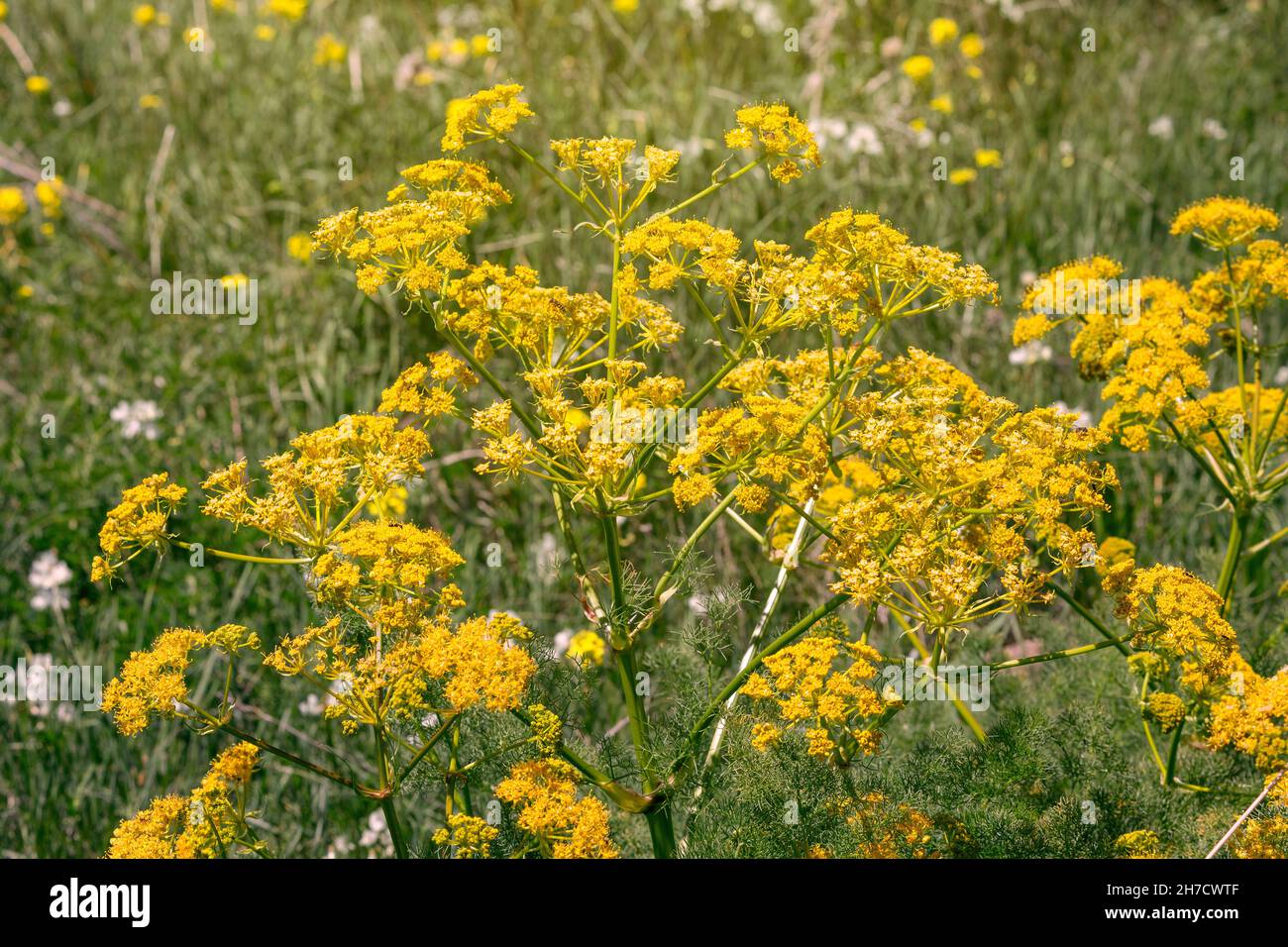 Ferula is a genus of medicinal plants with recognizable yellow umbrella ...