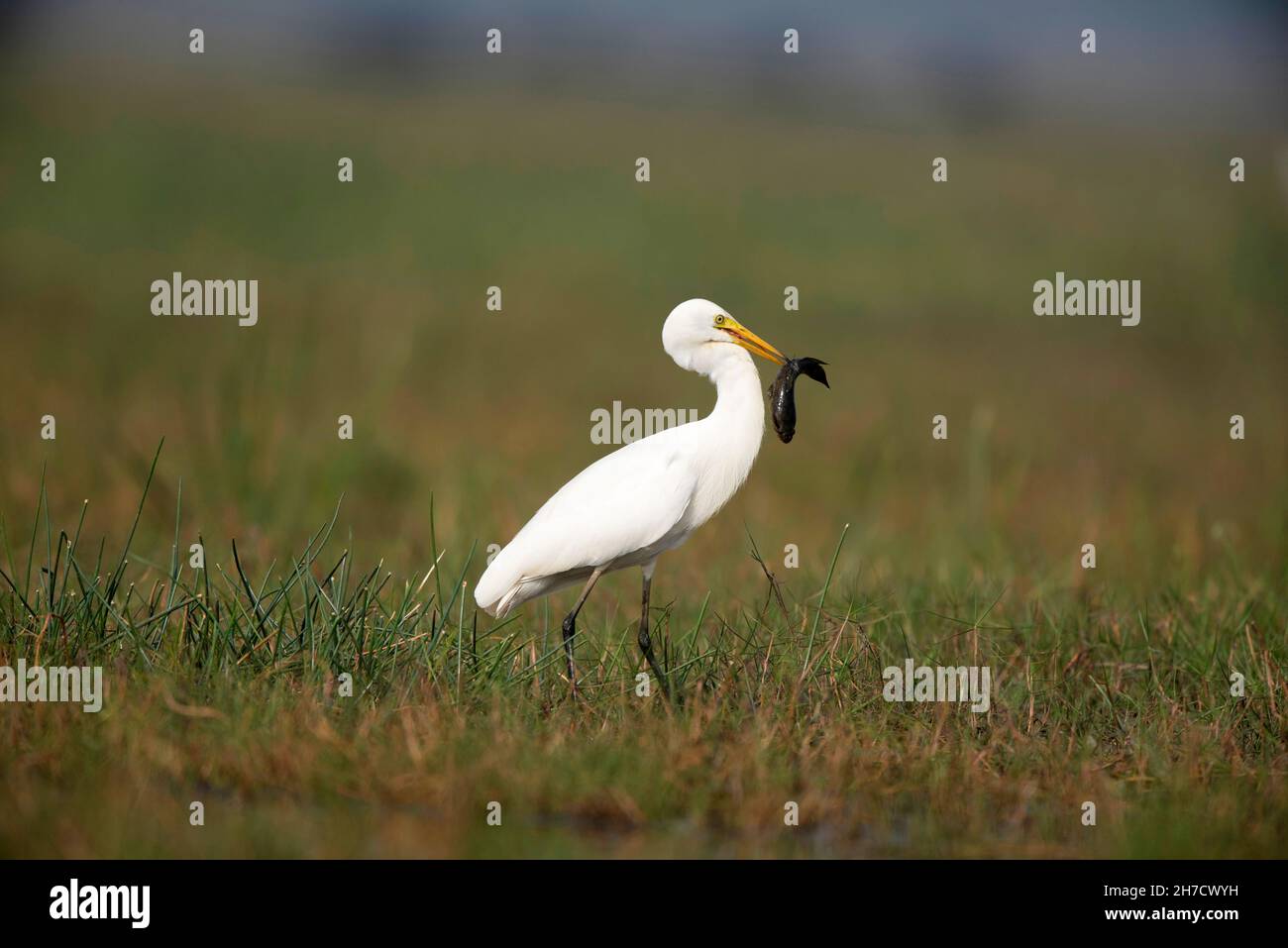 Great Egret, Ardea Alba, Eating Fish, Mangalajodi, Tangi, Odhisa, India ...