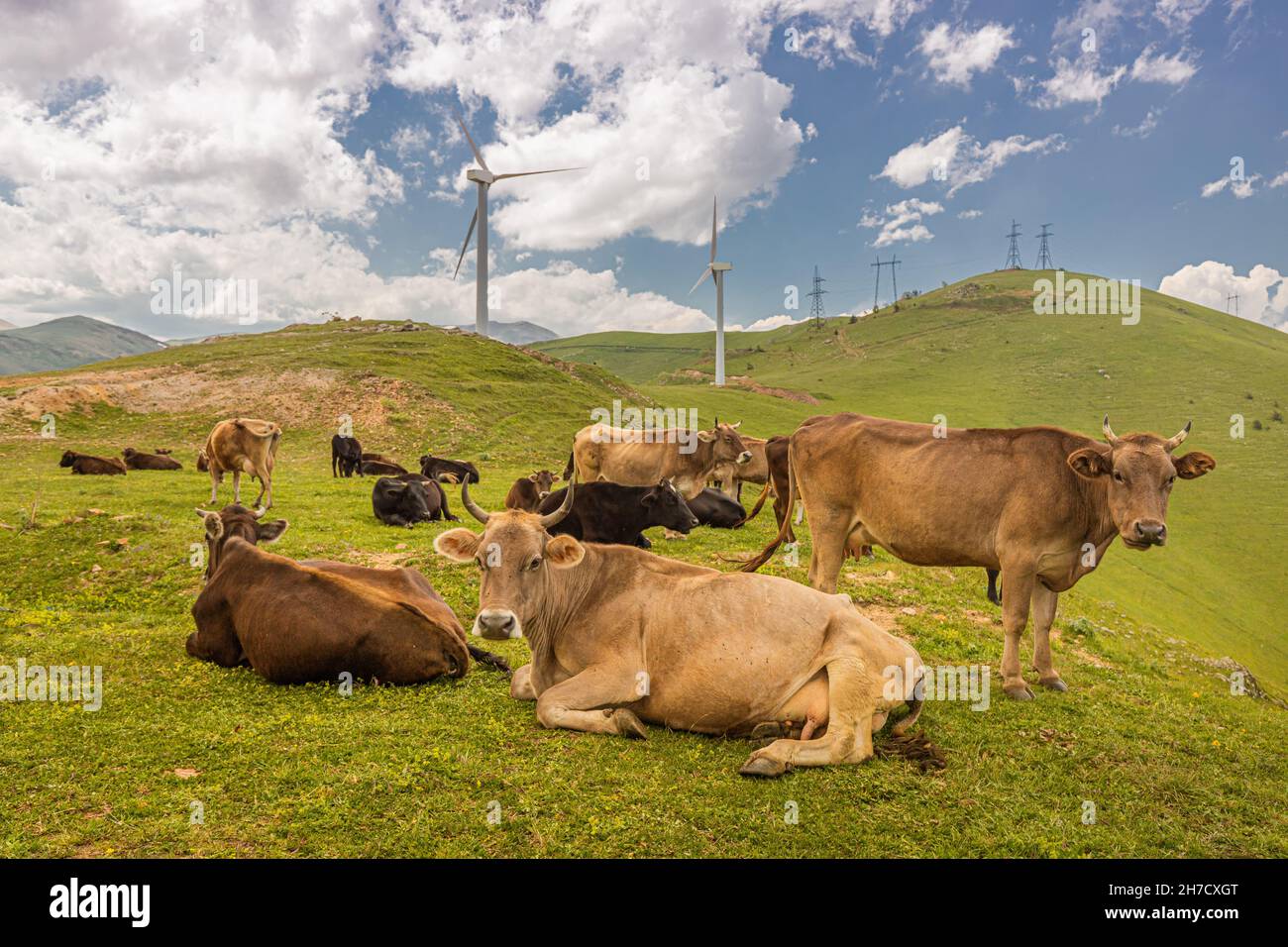 A herd of cows graze on a farm against the background of modern wind ...