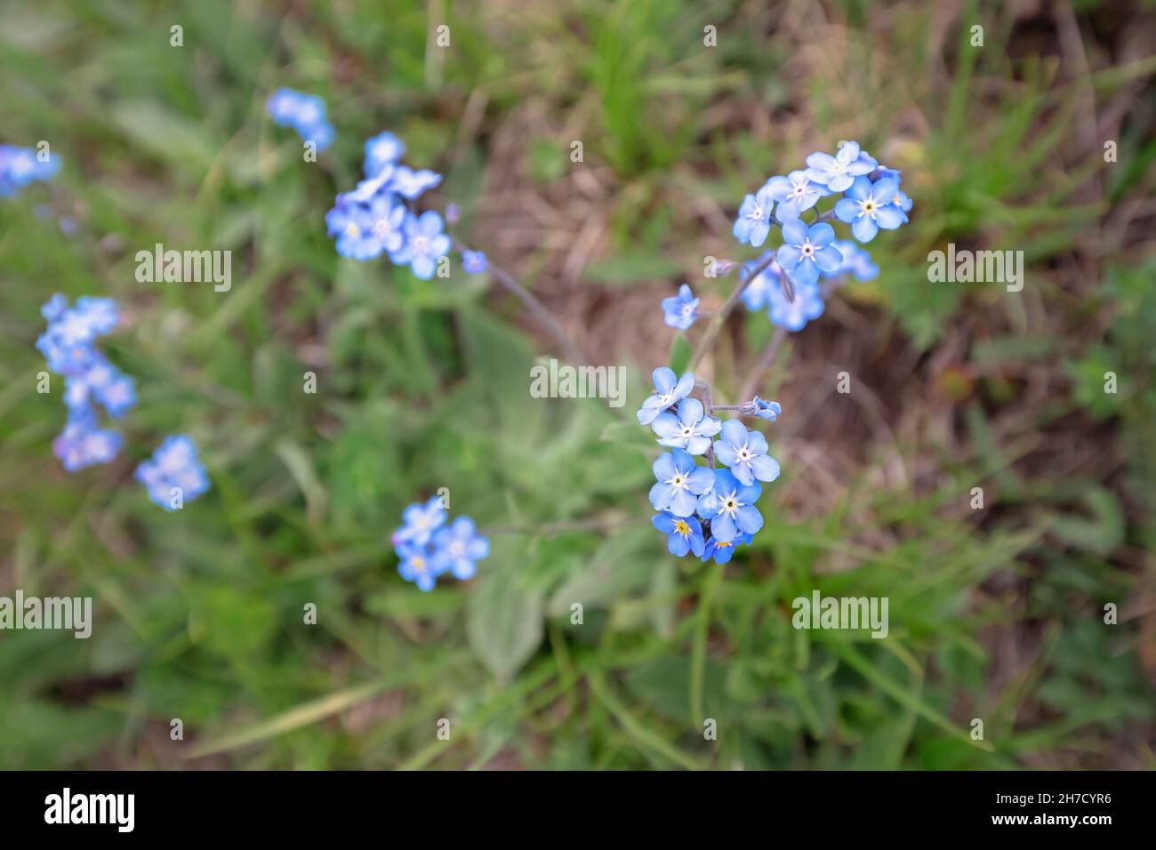 Alpine forget me not flowers hi-res stock photography and images - Alamy