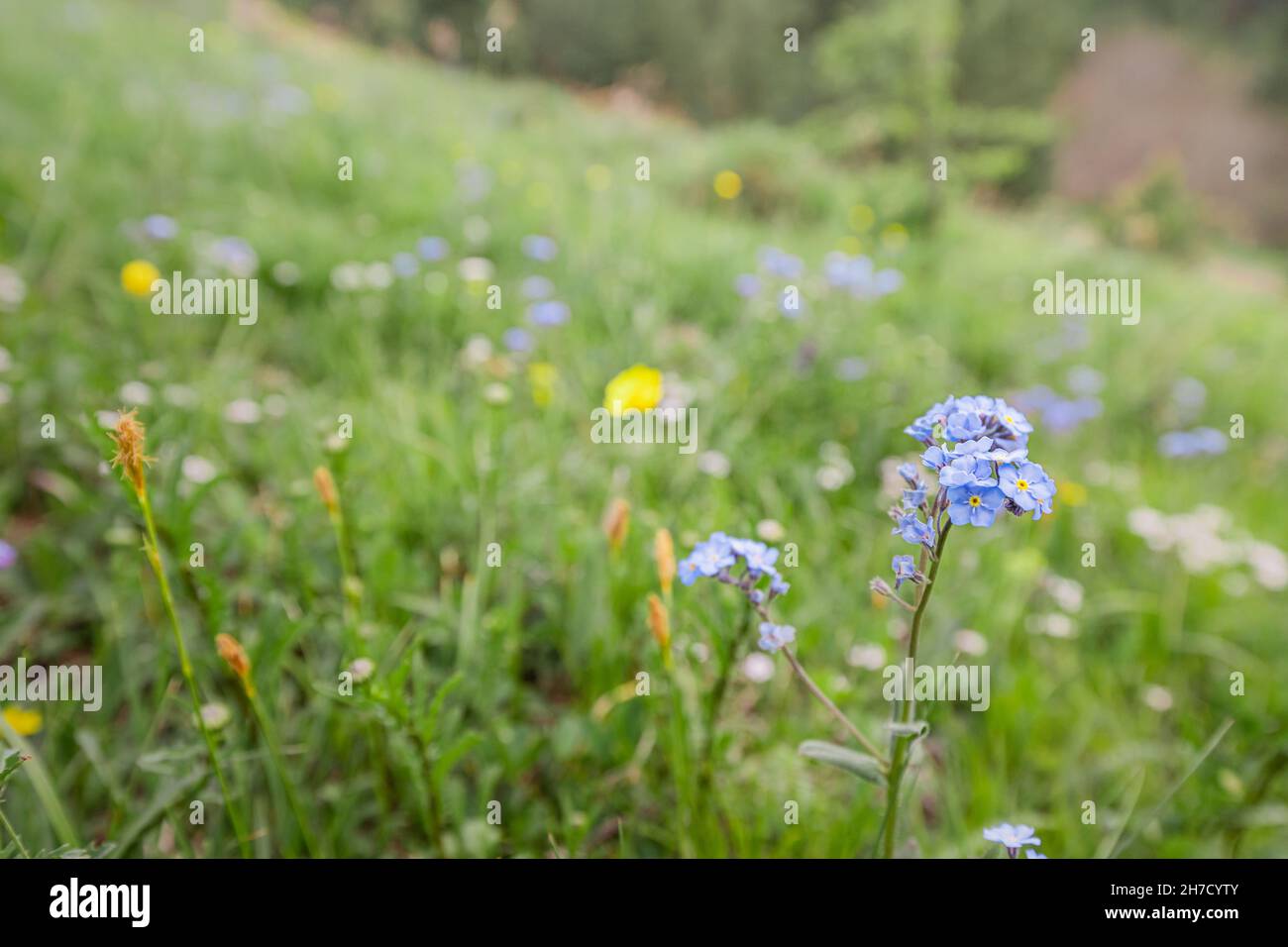 Alpine forget-me-not grows in a clearing in the mountains Stock Photo ...