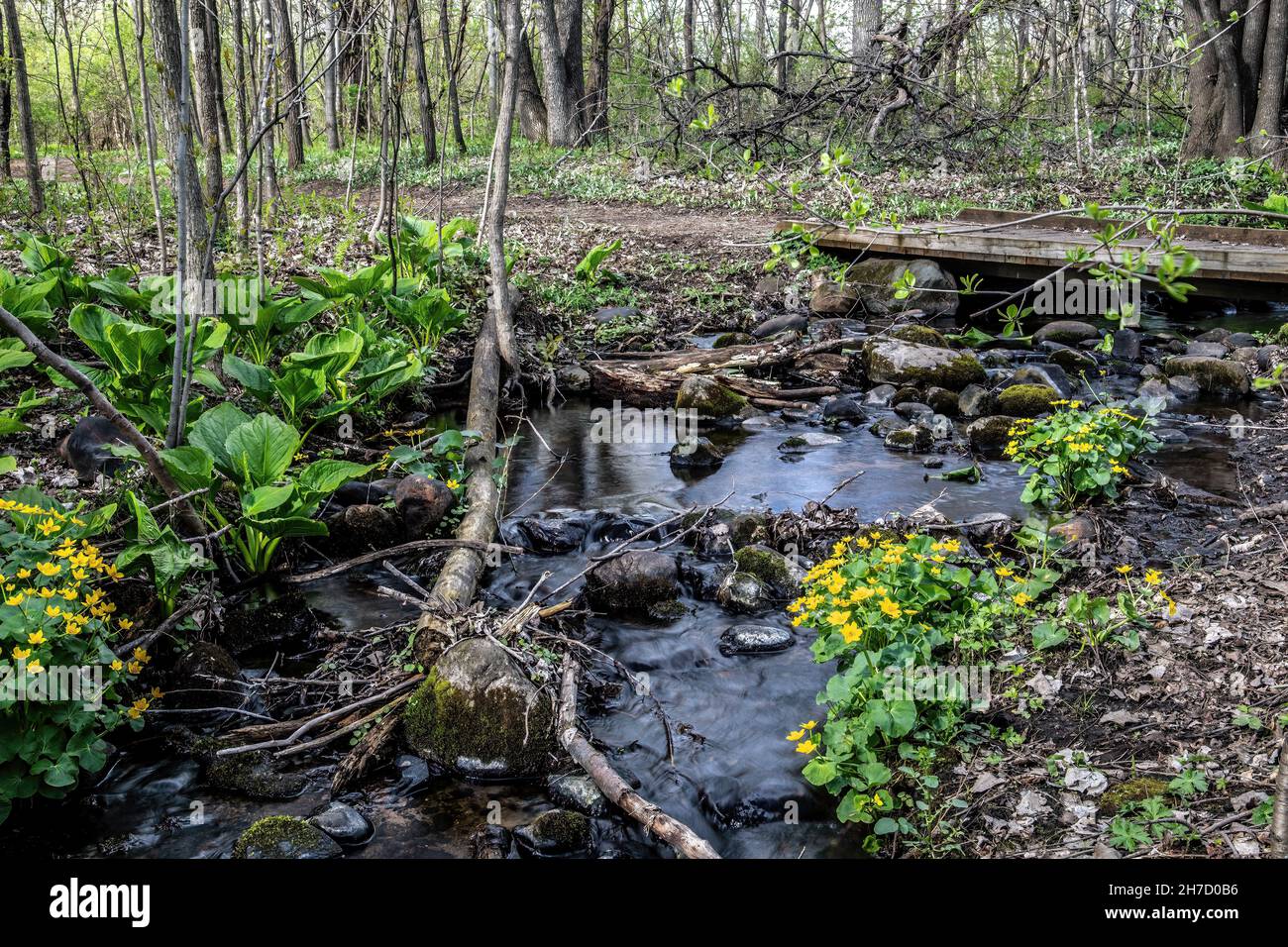 Slow-shutter on a beautiful creek and bridge with marsh marigolds and ...