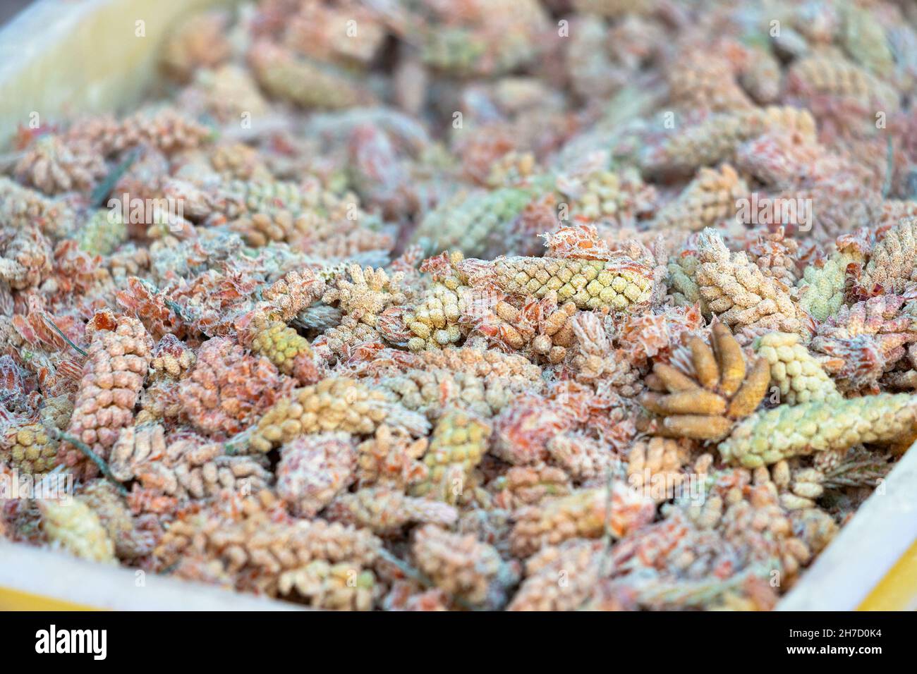 Collecting and harvesting pine pollen from inflorescences and young cones of coniferous trees in ...