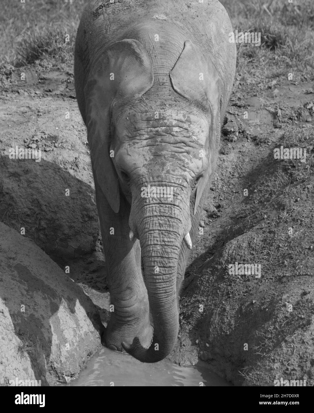 Grayscale portrait of an elephant in a field under the sunlight with a ...