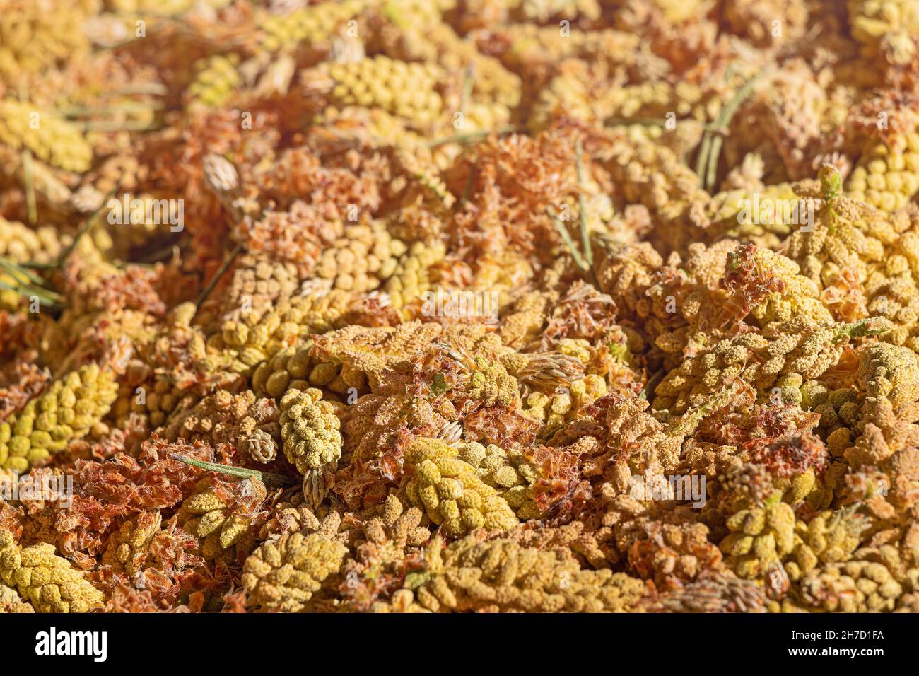 Collecting and harvesting pine pollen from inflorescences and young cones of coniferous trees in ...