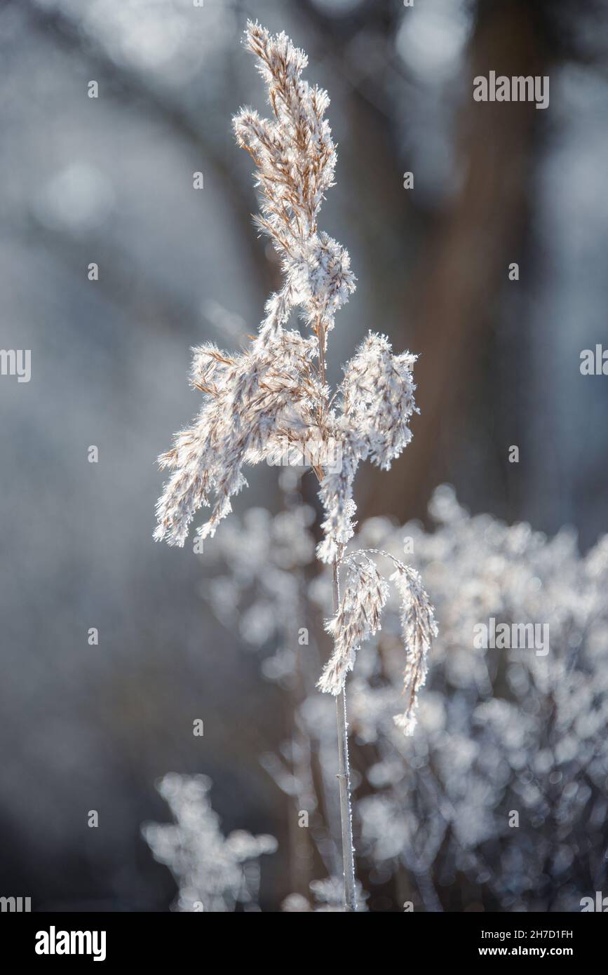 Winter Wonderland in Berlin: frozen reed flowers at lake Wannsee in ...