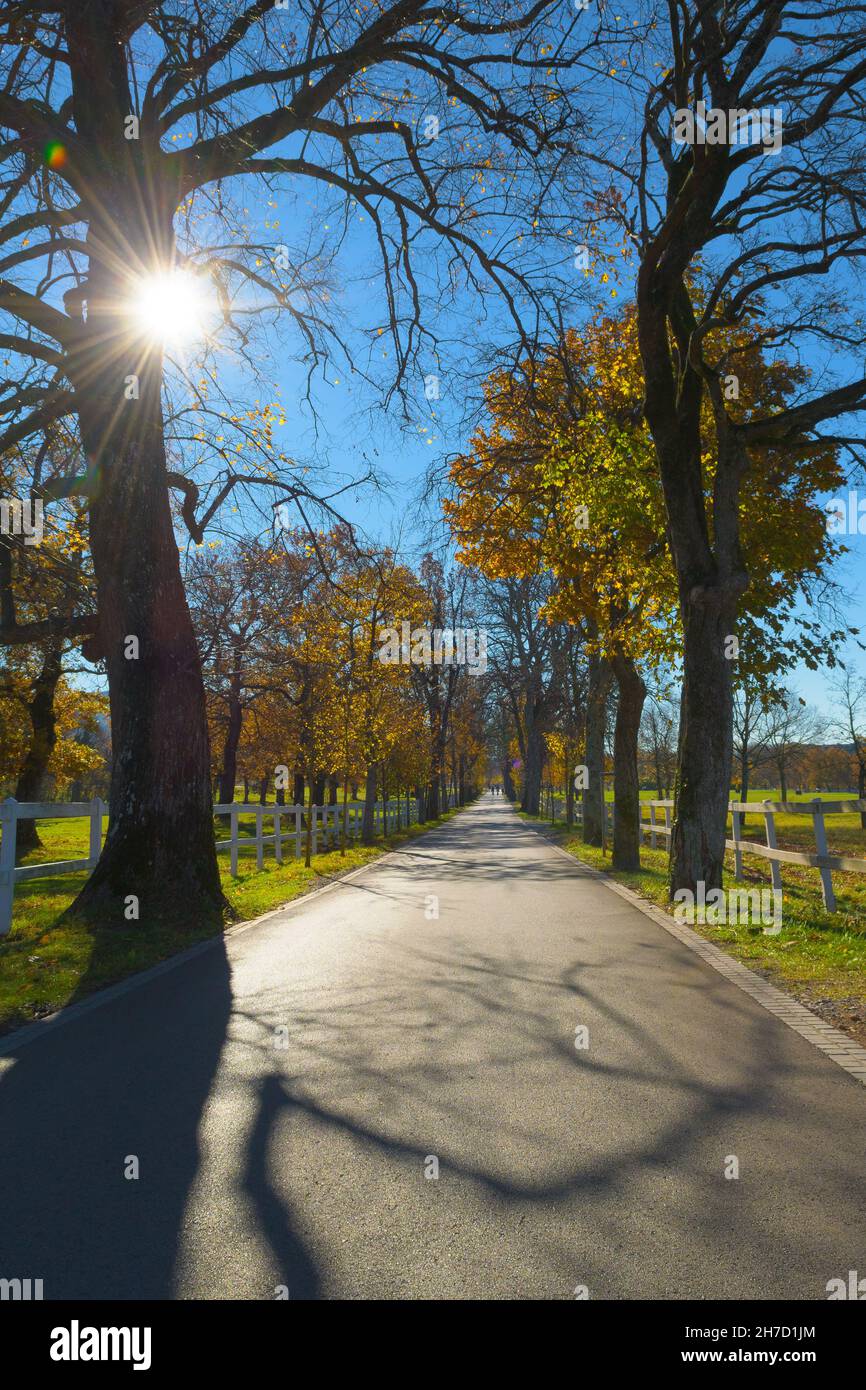 Lipica slovenia hi-res stock photography and images - Alamy
