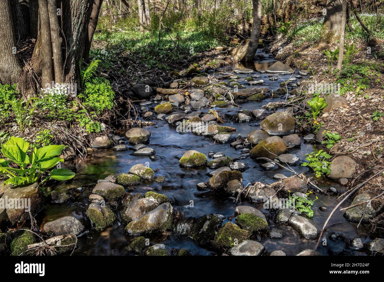 Slow-shutter creek with lots of rocks and false rue anemone growing in ...