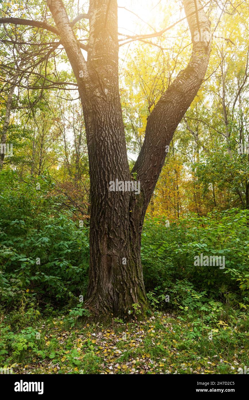 Double tree trunk at the forest Stock Photo - Alamy