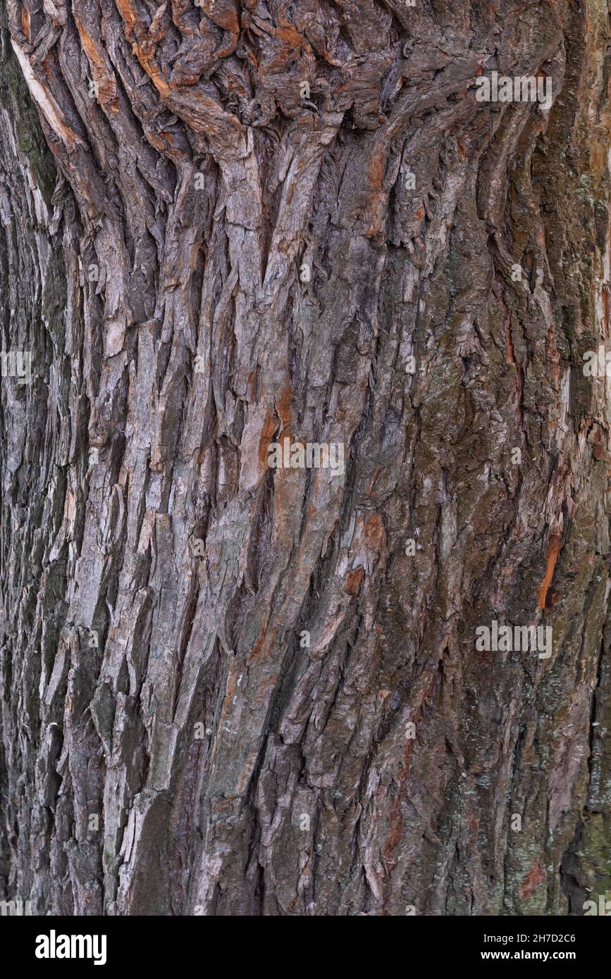 Close up of tree bark texture Stock Photo - Alamy