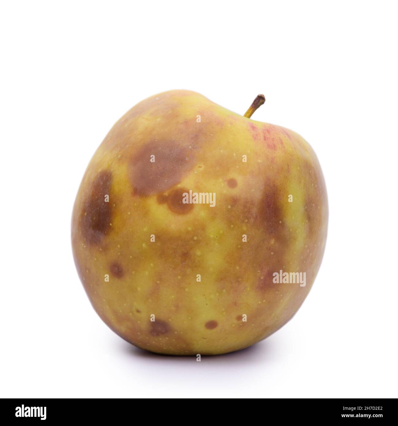 Yellow rotten apple isolated on white background Stock Photo - Alamy
