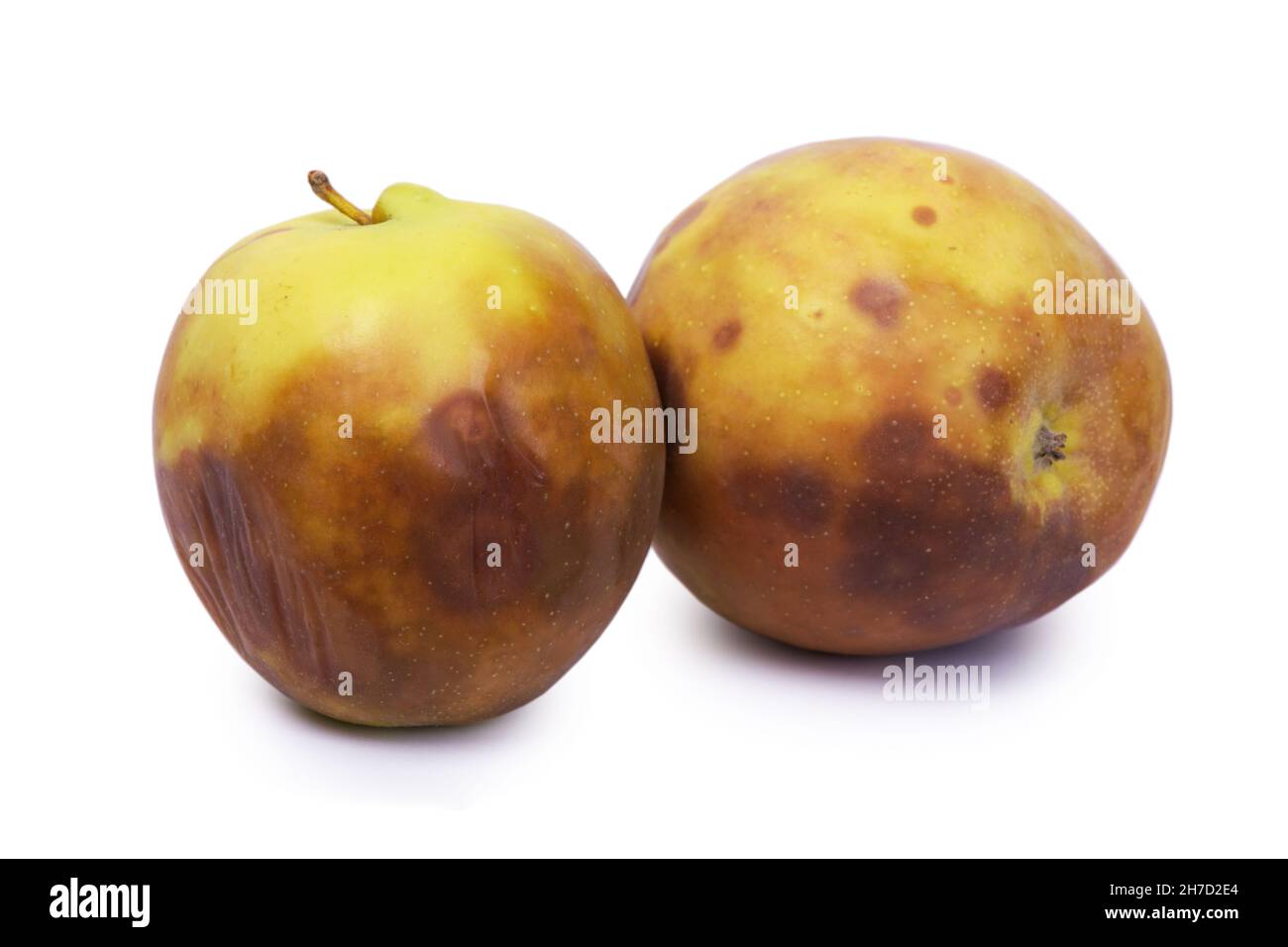 Yellow rotten apple isolated on white background Stock Photo - Alamy