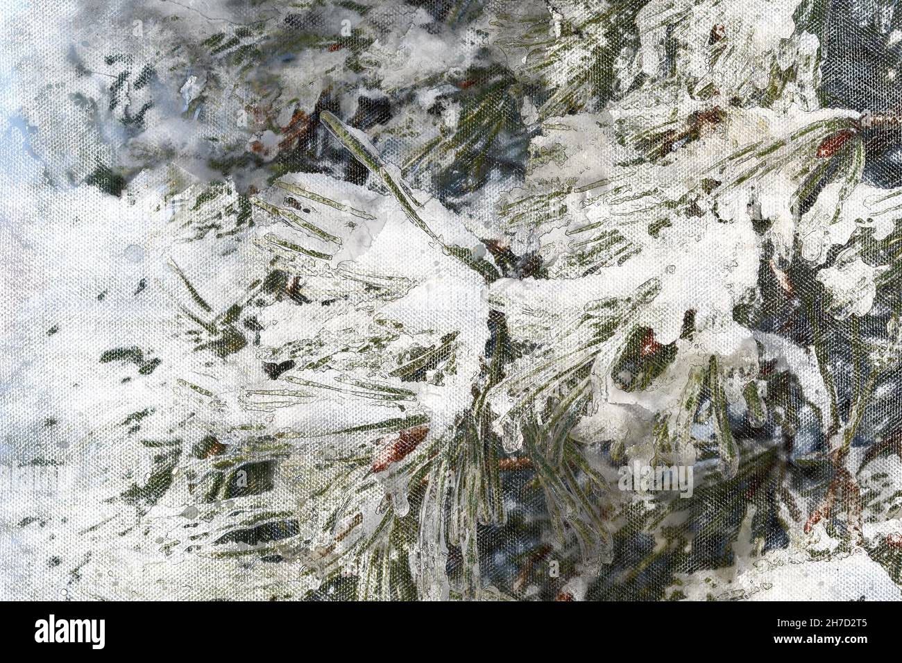 The frozen branches of a pine tree. Green branches of a pine tree ...