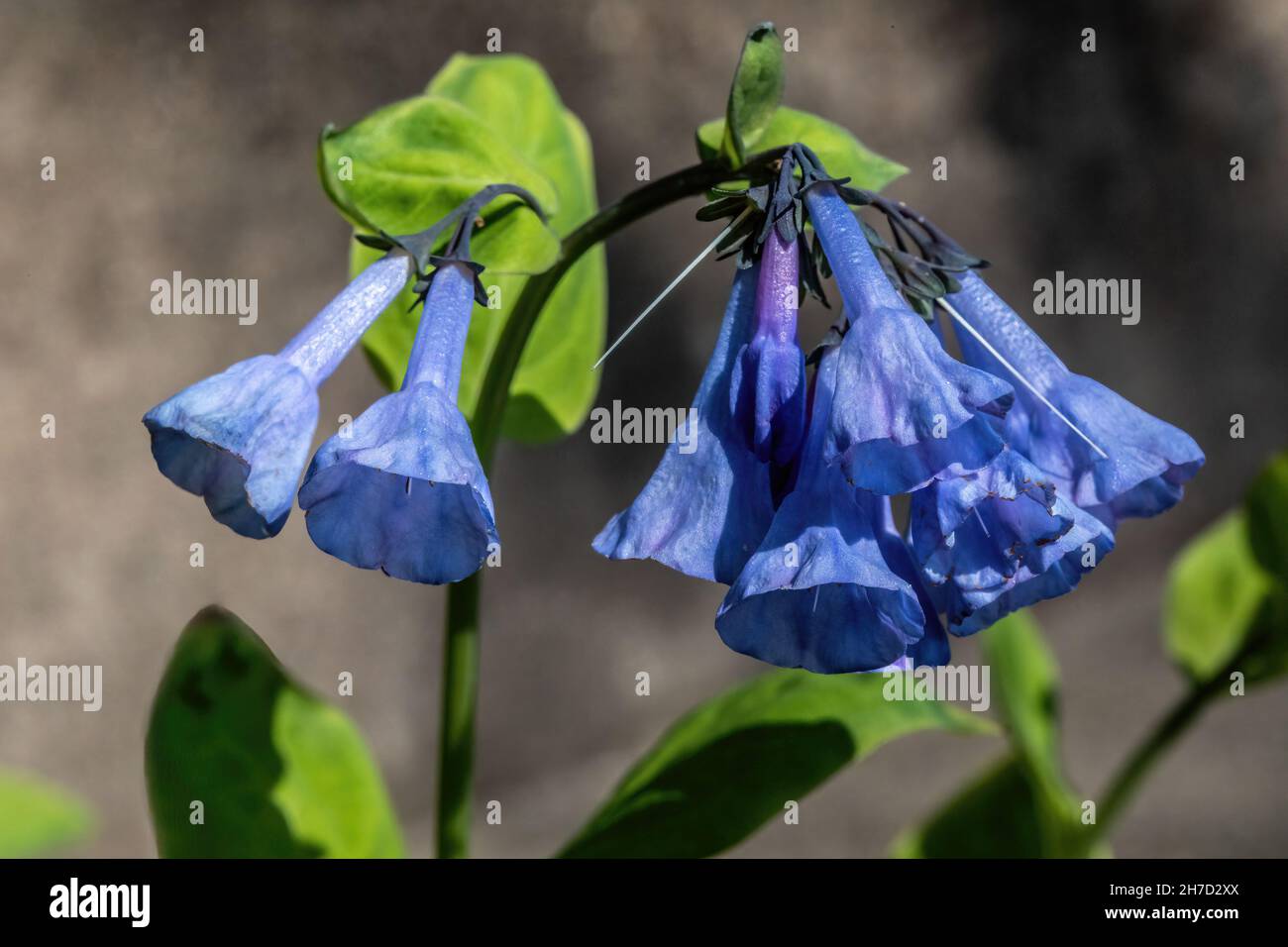 Virginia bell hi-res stock photography and images - Alamy