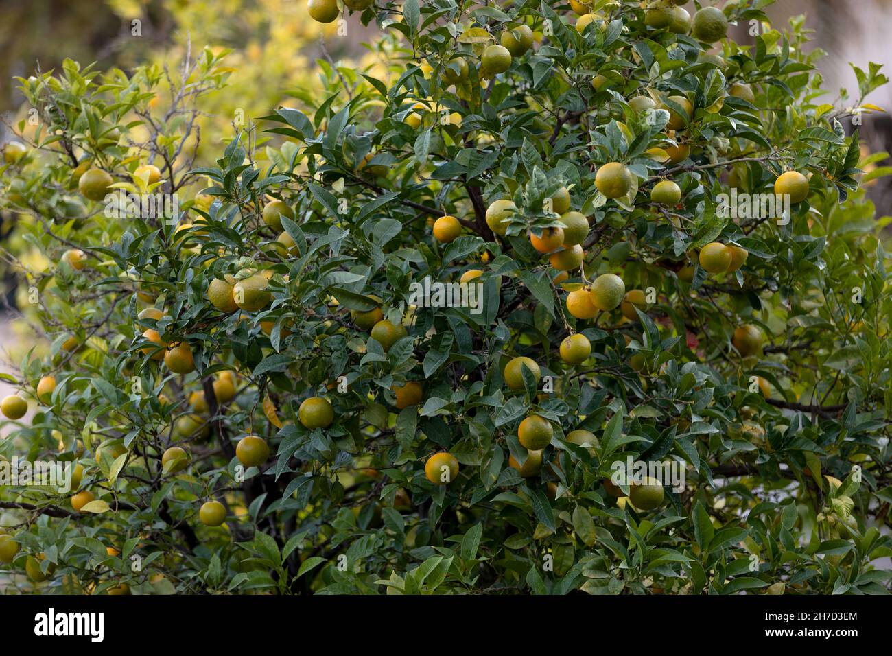 picture of an osage orange tree in Valencia, Spain Stock Photo - Alamy