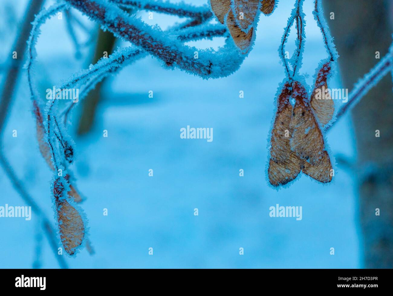 Branches of ash maple tree with yellow leaves close-up. Winter ...
