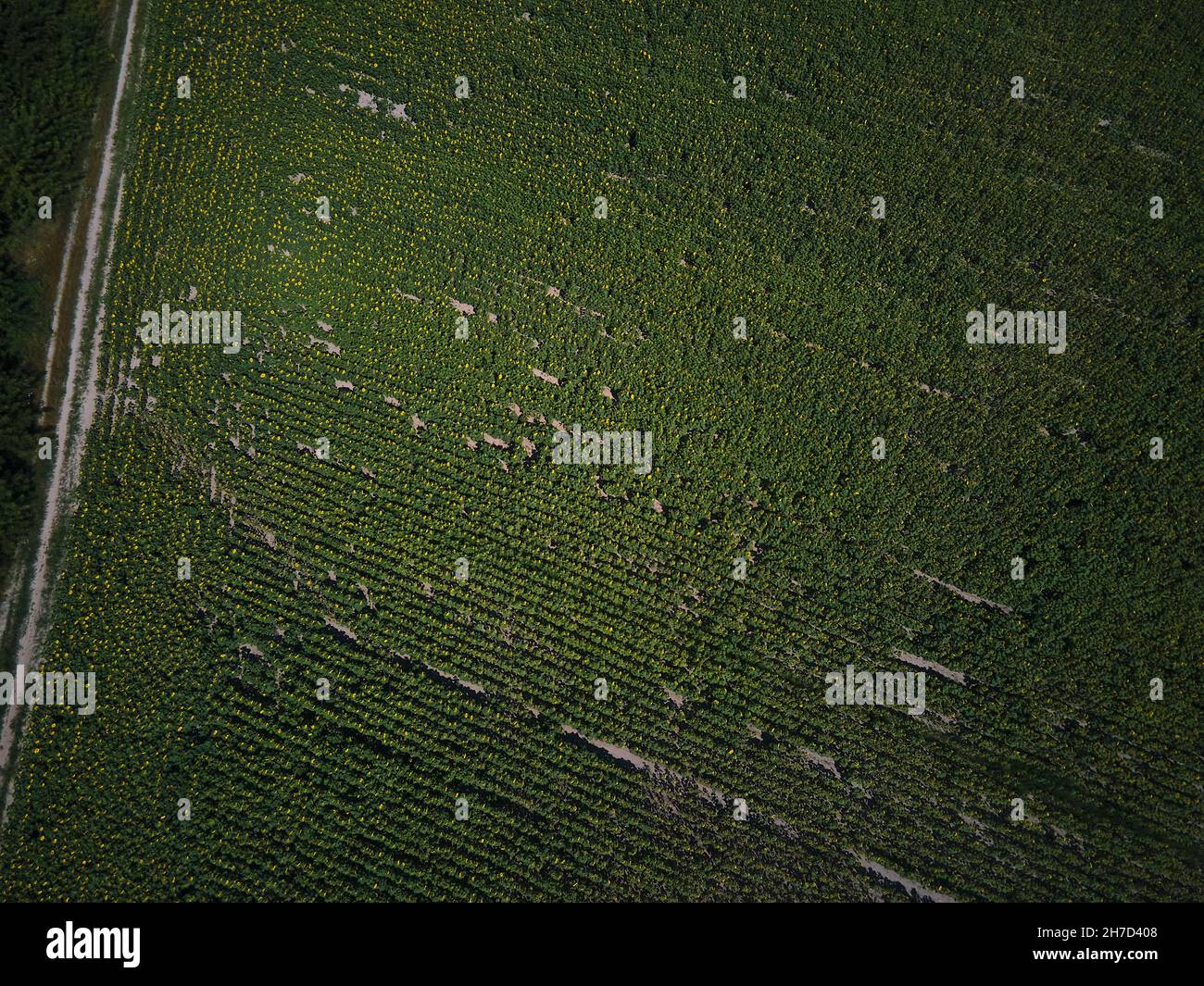 Drone aerial view of A sunny field of sunflowers in glowing yellow ...