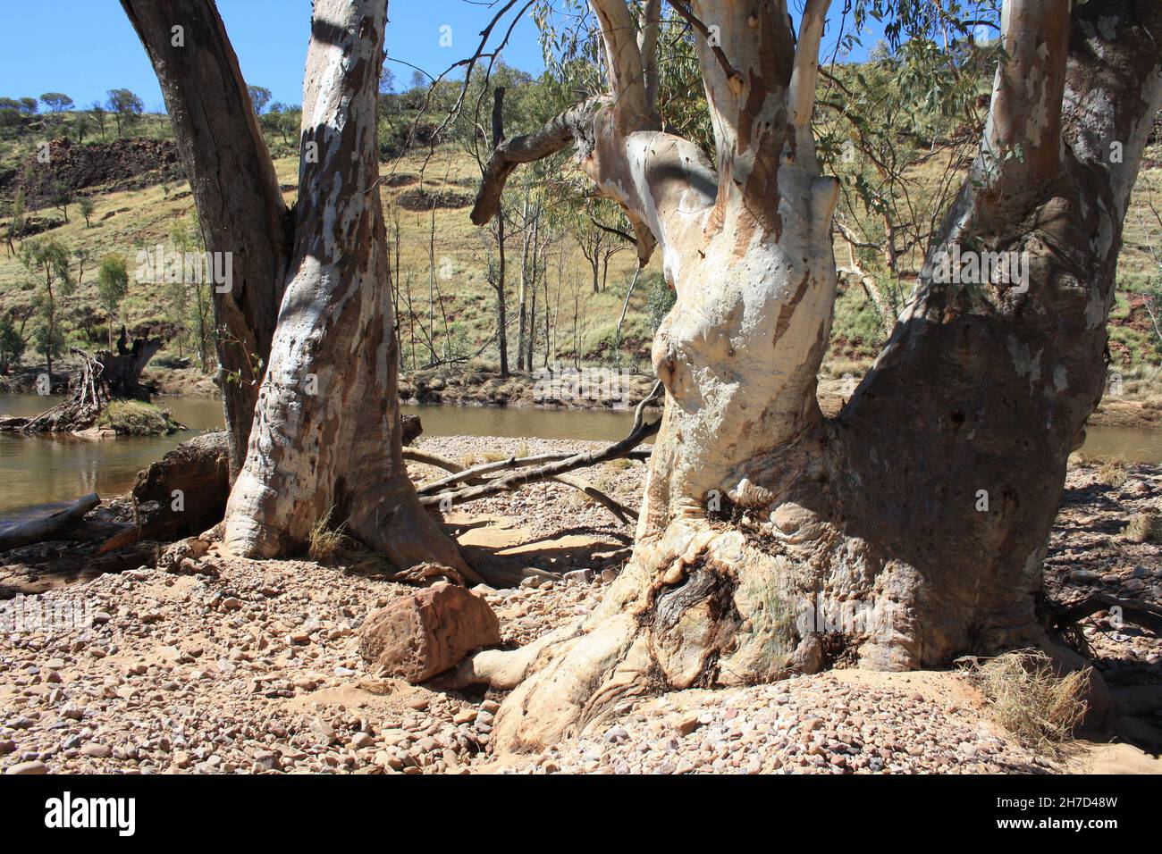 River Red Gums growing in the Hugh River Stock Photo - Alamy