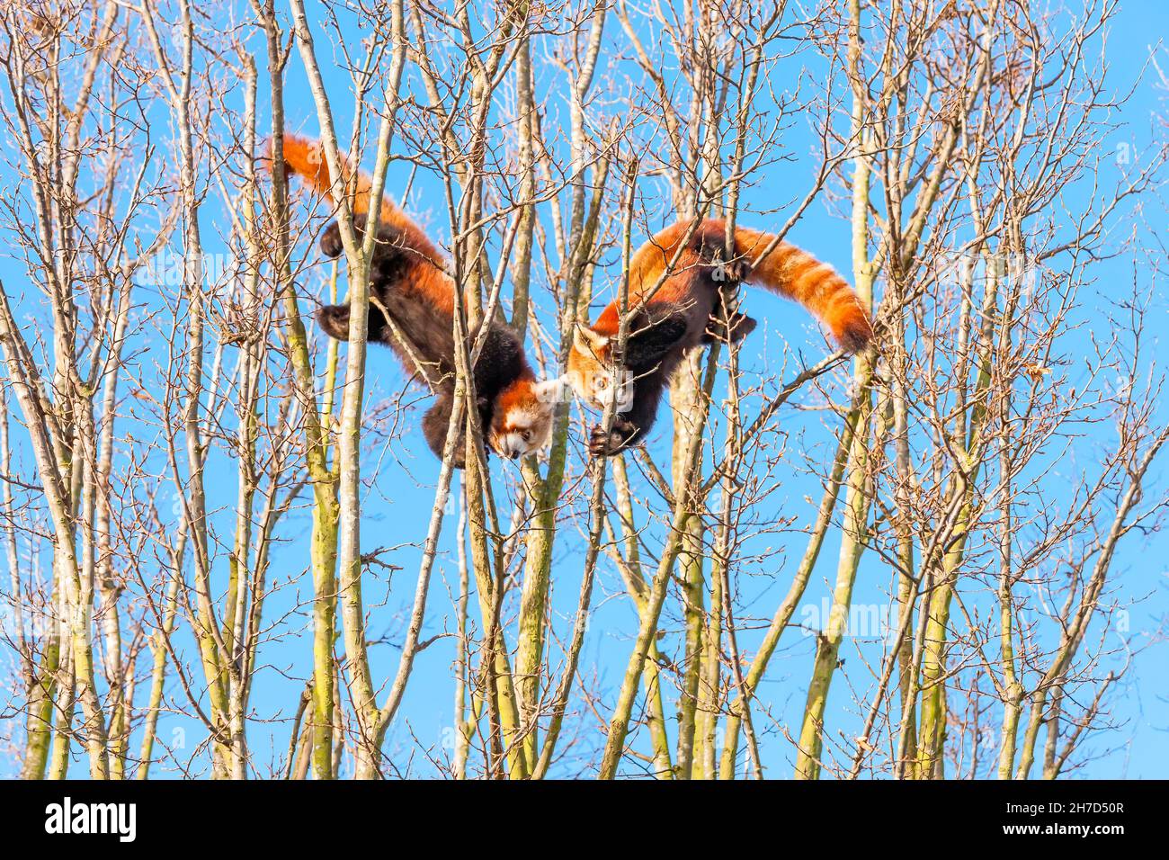 Red Panda (Ailurus fulgens) Two Red Pandas together in a Tree Stock ...