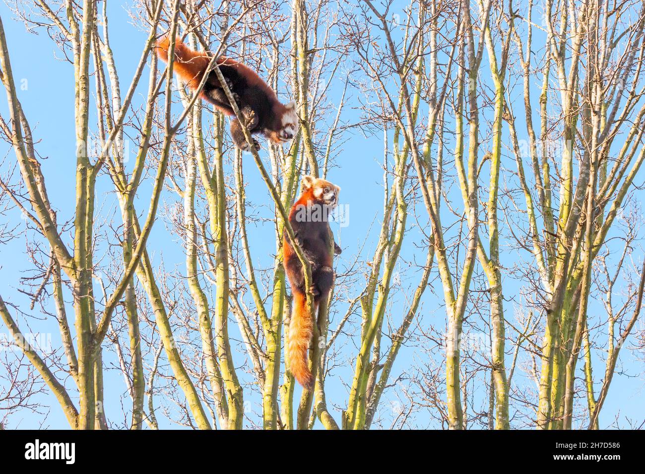 Red Panda (Ailurus fulgens) Two Red Pandas together in a Tree Stock ...