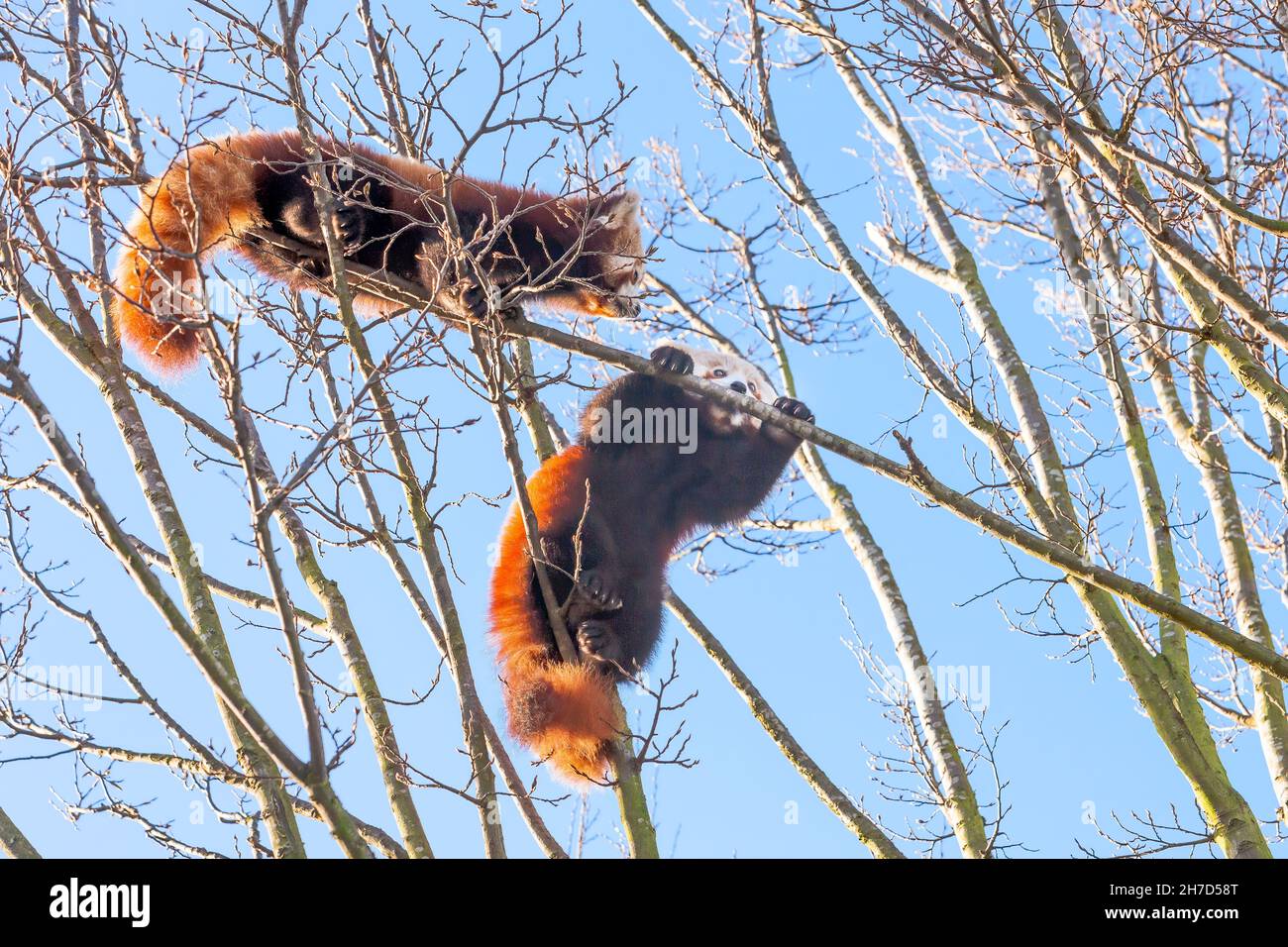Red Panda (Ailurus fulgens) Two Red Pandas together in a Tree Stock ...