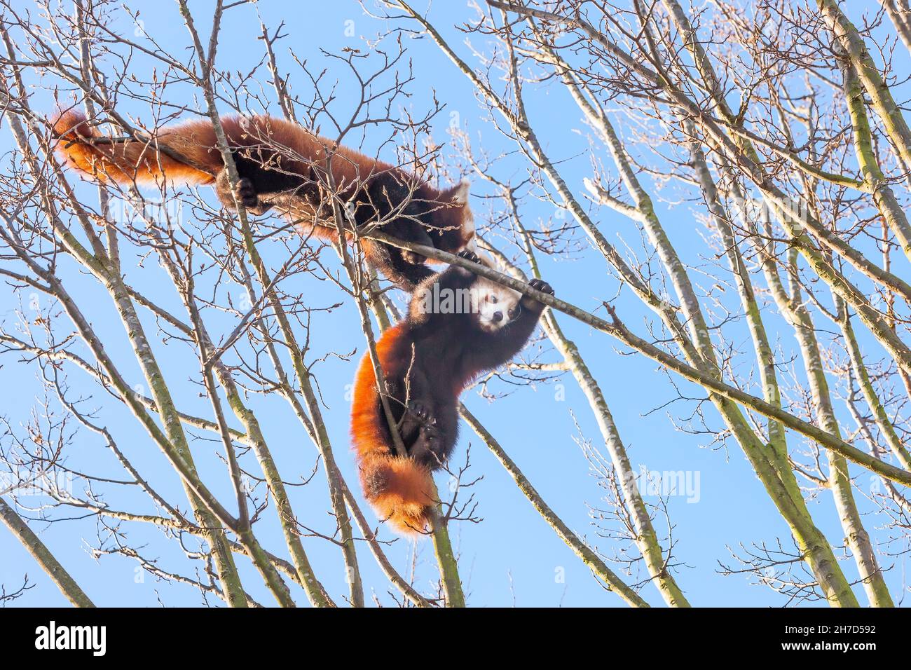 Red Panda (Ailurus fulgens) Two Red Pandas together in a Tree Stock ...