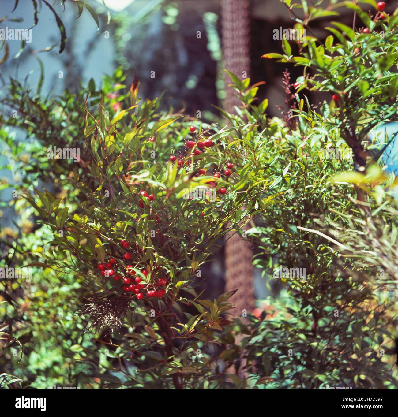 Red fruits growing on the tree branches in the garden Stock Photo - Alamy