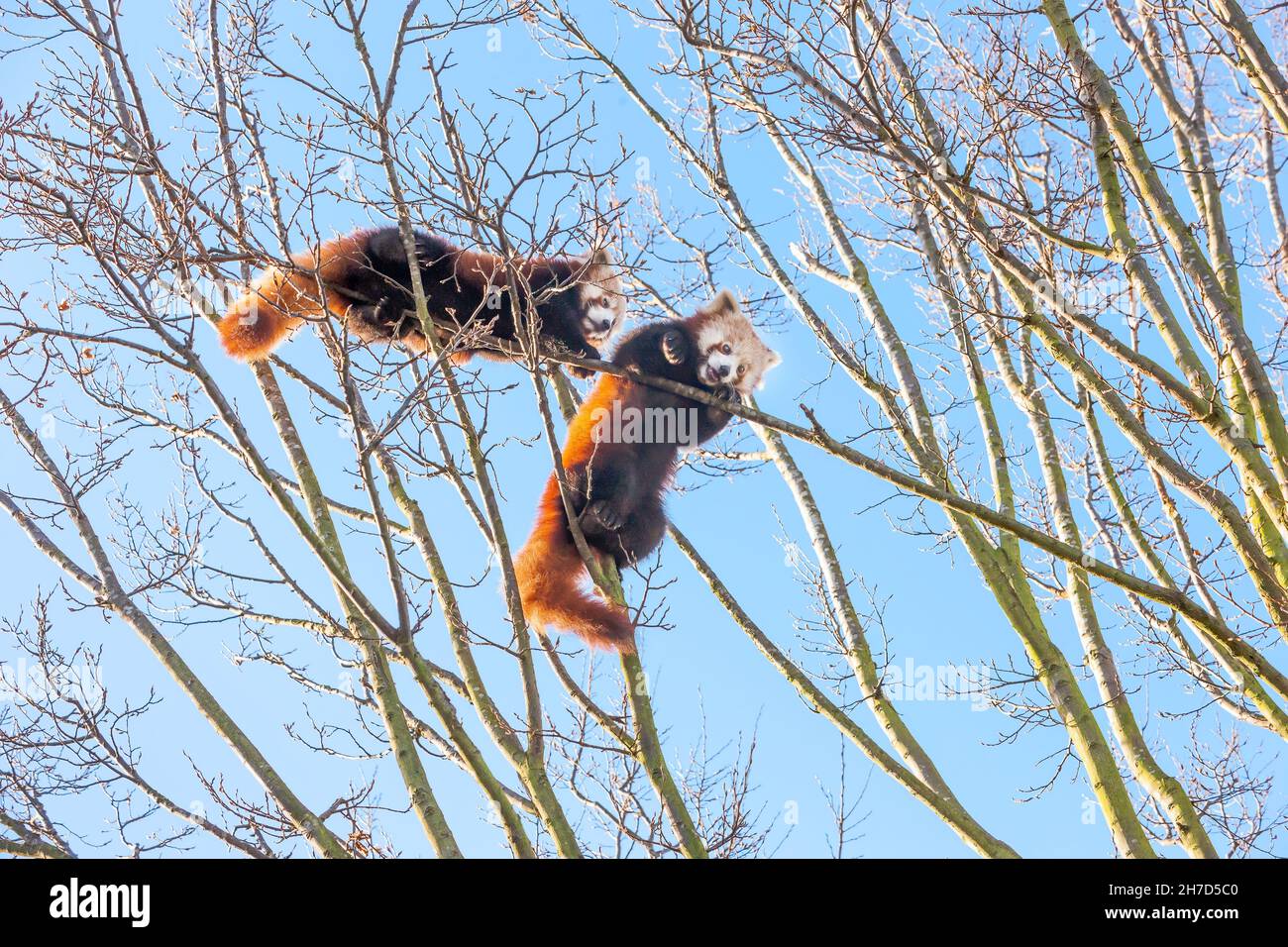 Red Panda (Ailurus fulgens) Two Red Pandas together in a Tree Stock ...