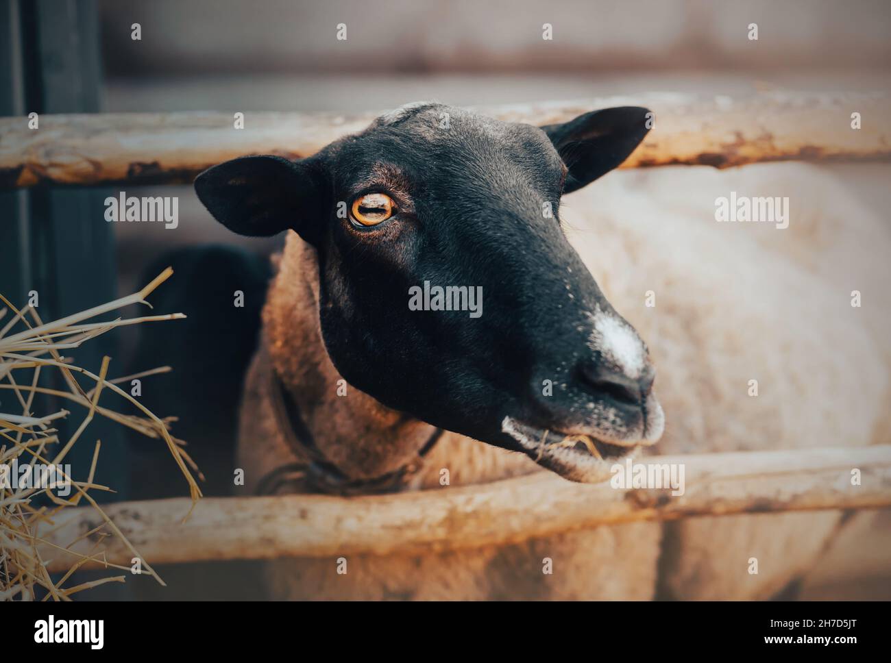 Portrait of a cute beautiful sheep with a black muzzle, who eats dry ...