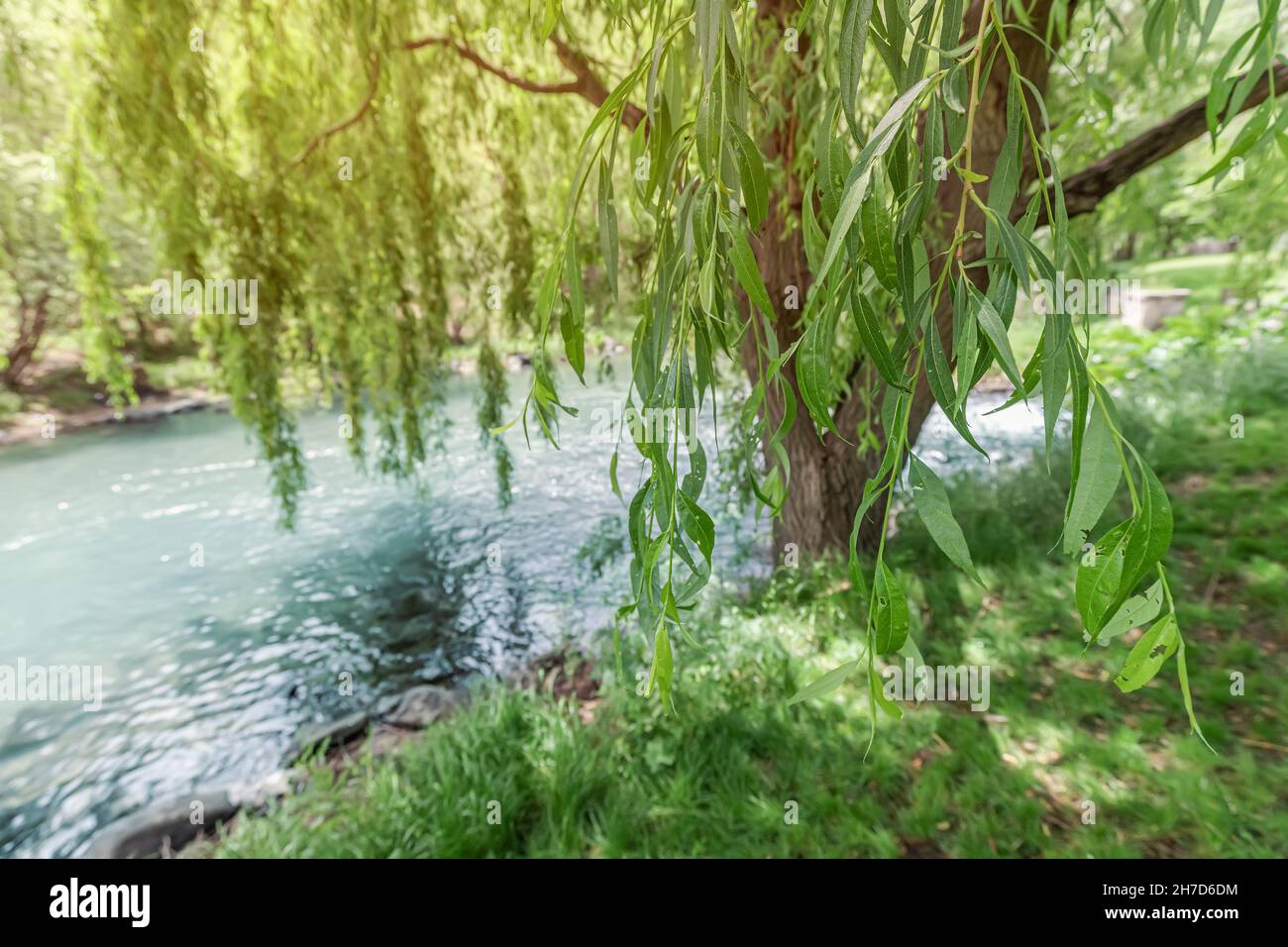 A weeping willow on the bank of a stream with blue water. Flora and ...
