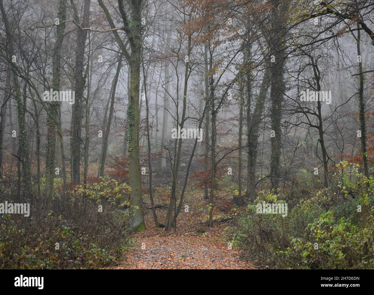 an abrupt End of a Forest path Stock Photo - Alamy