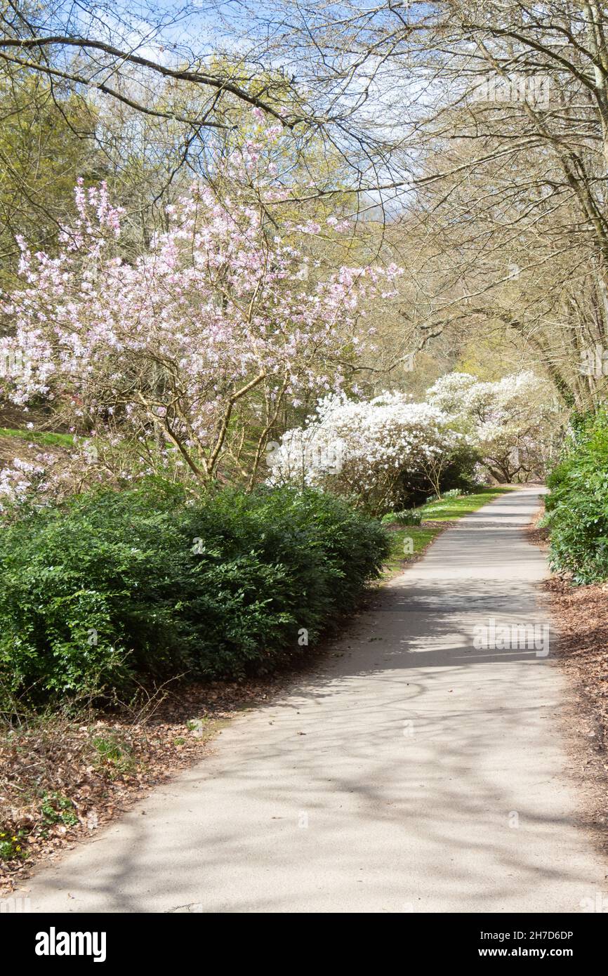 Magnolia trees and path in a park at the beginning of spring Stock ...