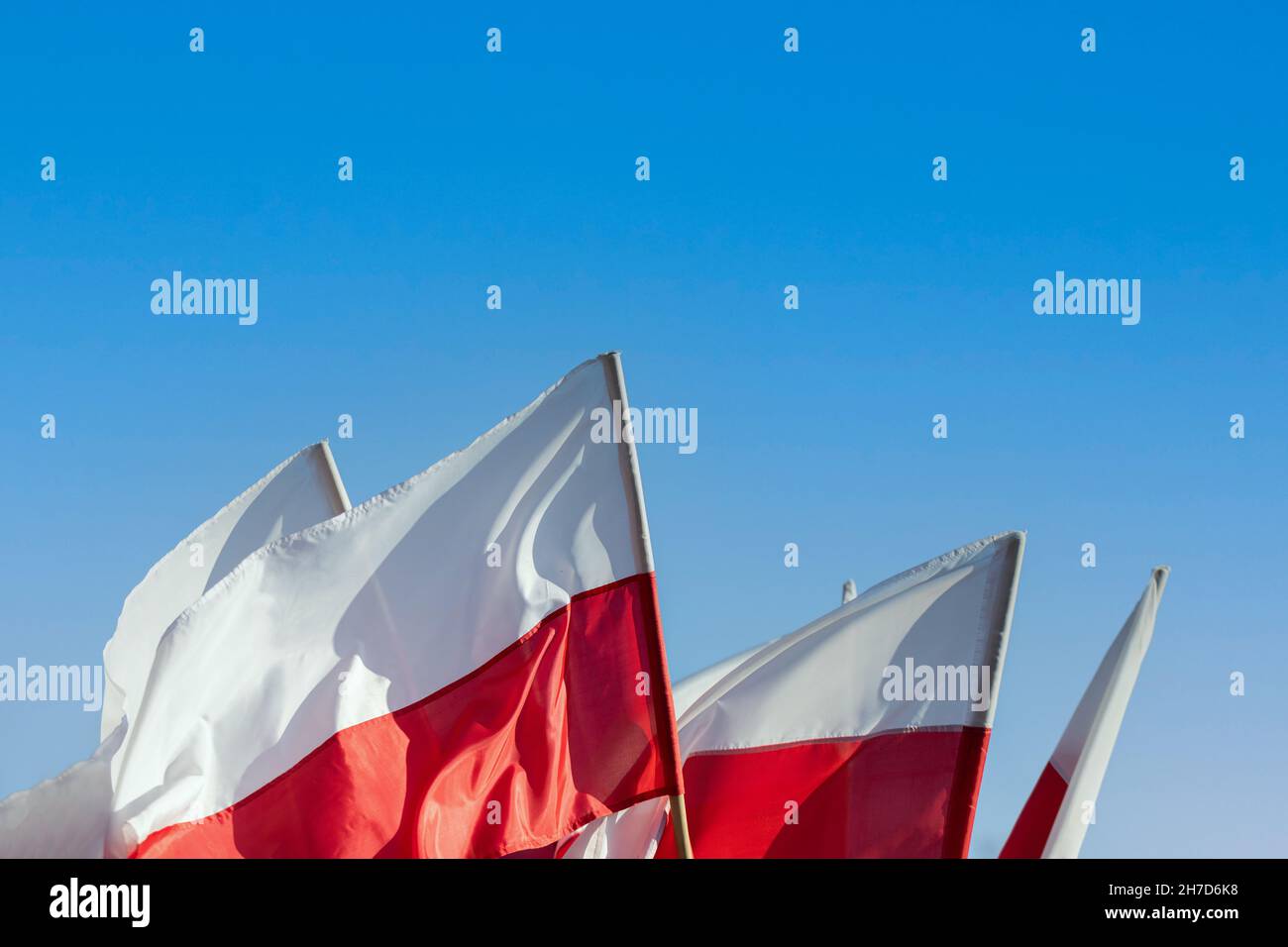 A group of red and white flags of the Polish state flutter in the wind ...